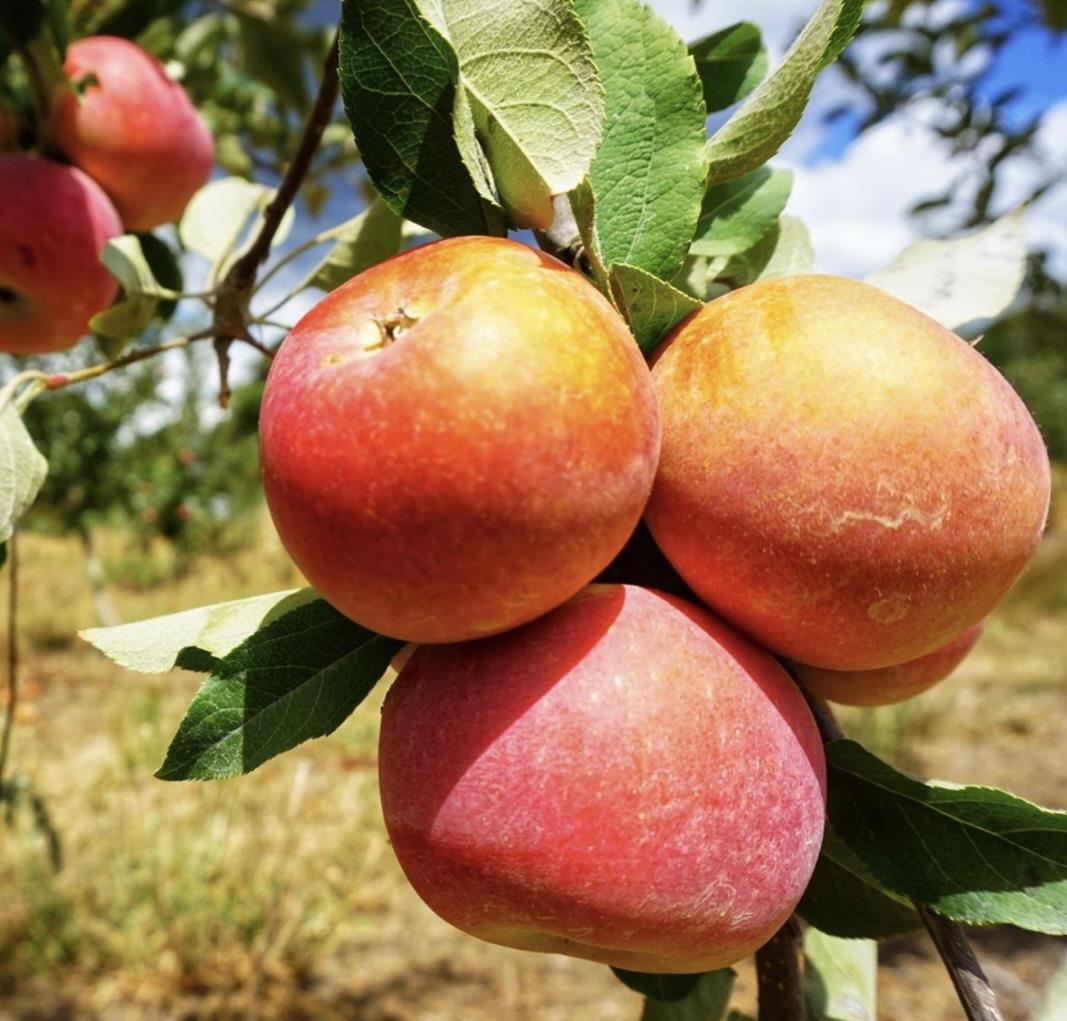 Apple tree 'Fuji' | Malus Domestica - 150-180cm - 10lt – Arundel Arboretum