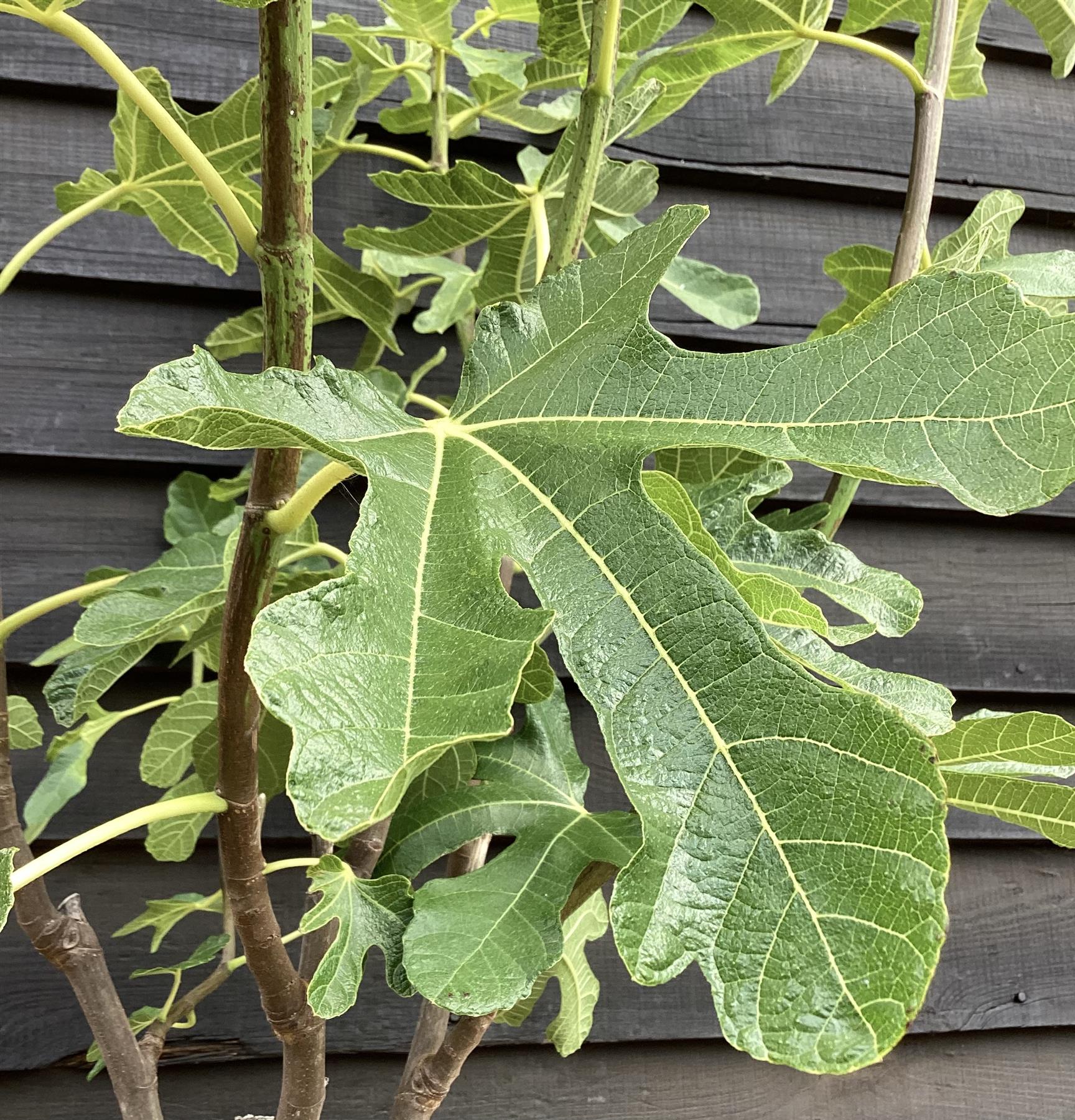 Fig | Ficus carica 'Ice Crystal' - Girth 10-12cm - 120-140cm - 15lt ...