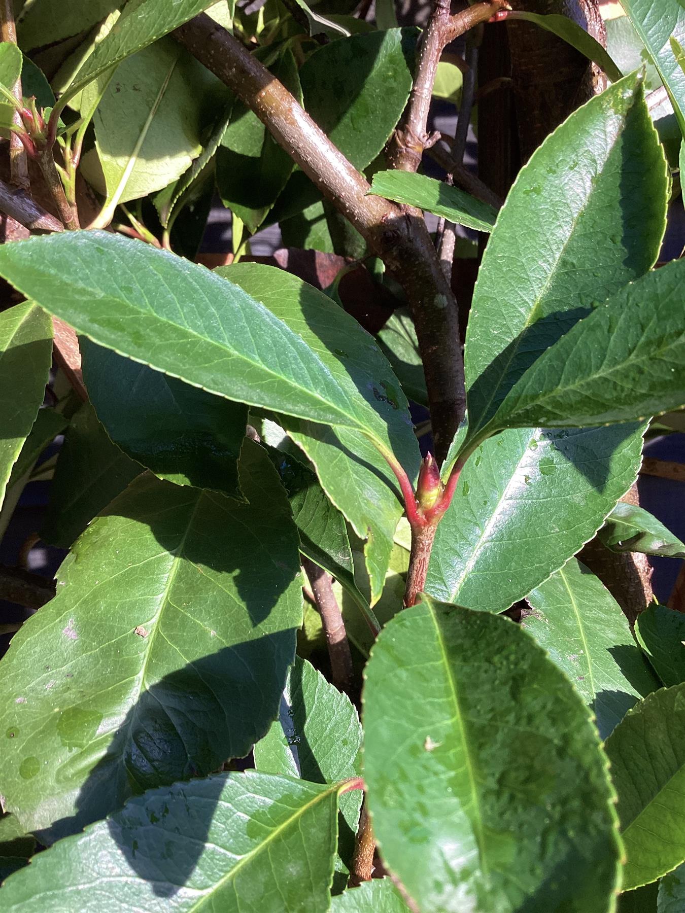 Photinia x fraseri Red Robin - Pleached/Espalier (100x120cm) - Clear S ...