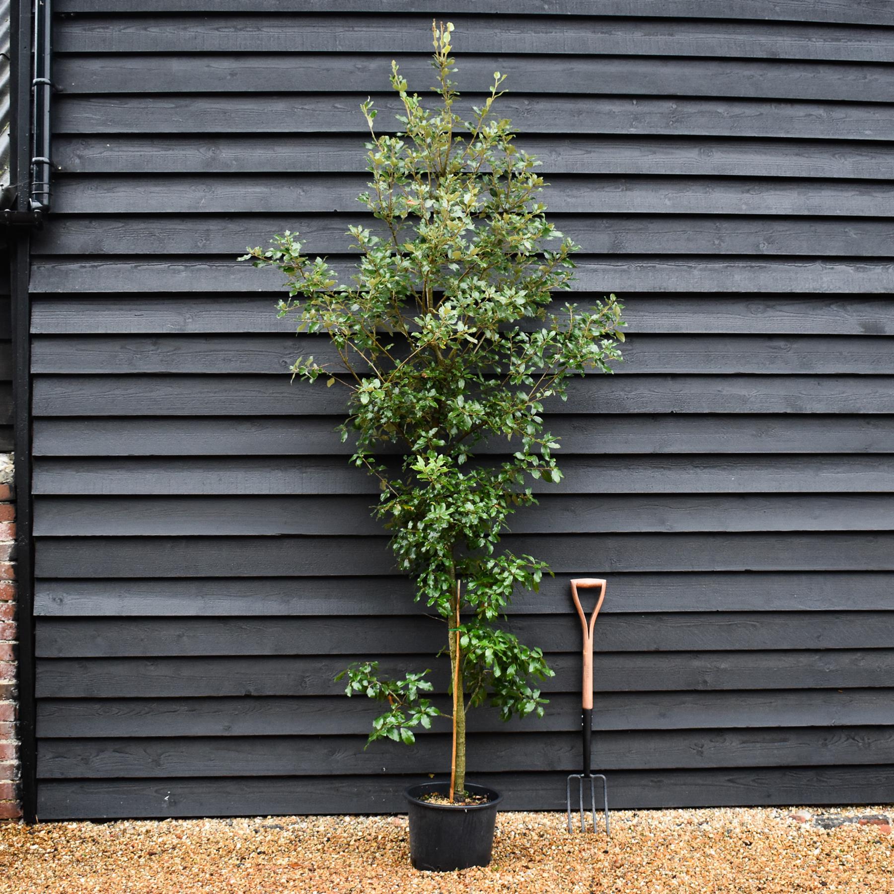 Holm Oak | Evergreen Oak | Quercus Ilex - Bushy - 130-160cm - 20lt ...