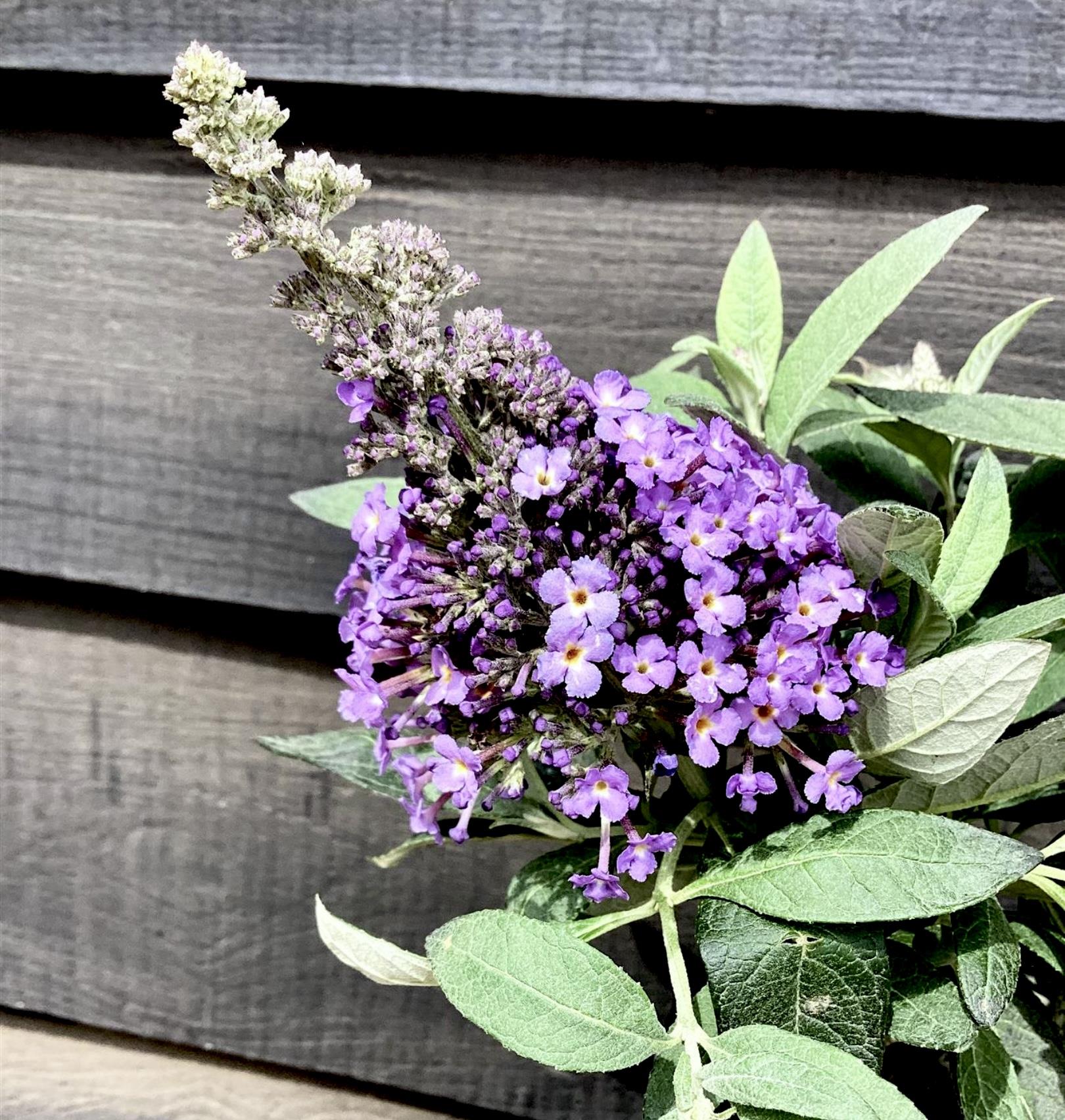 Buddleja 'Butterfly Candy Lila Sweetheart' | Butterfly Candy Lila Swee ...