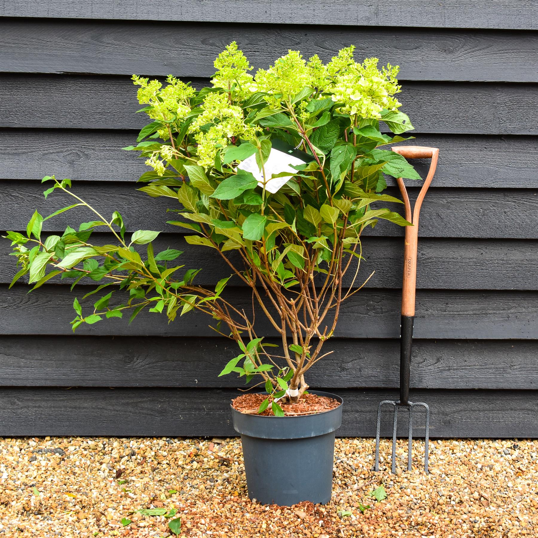 Hydrangea Paniculata 'Bonfire' - Height 50-60cm - 15lt – Arundel Arboretum