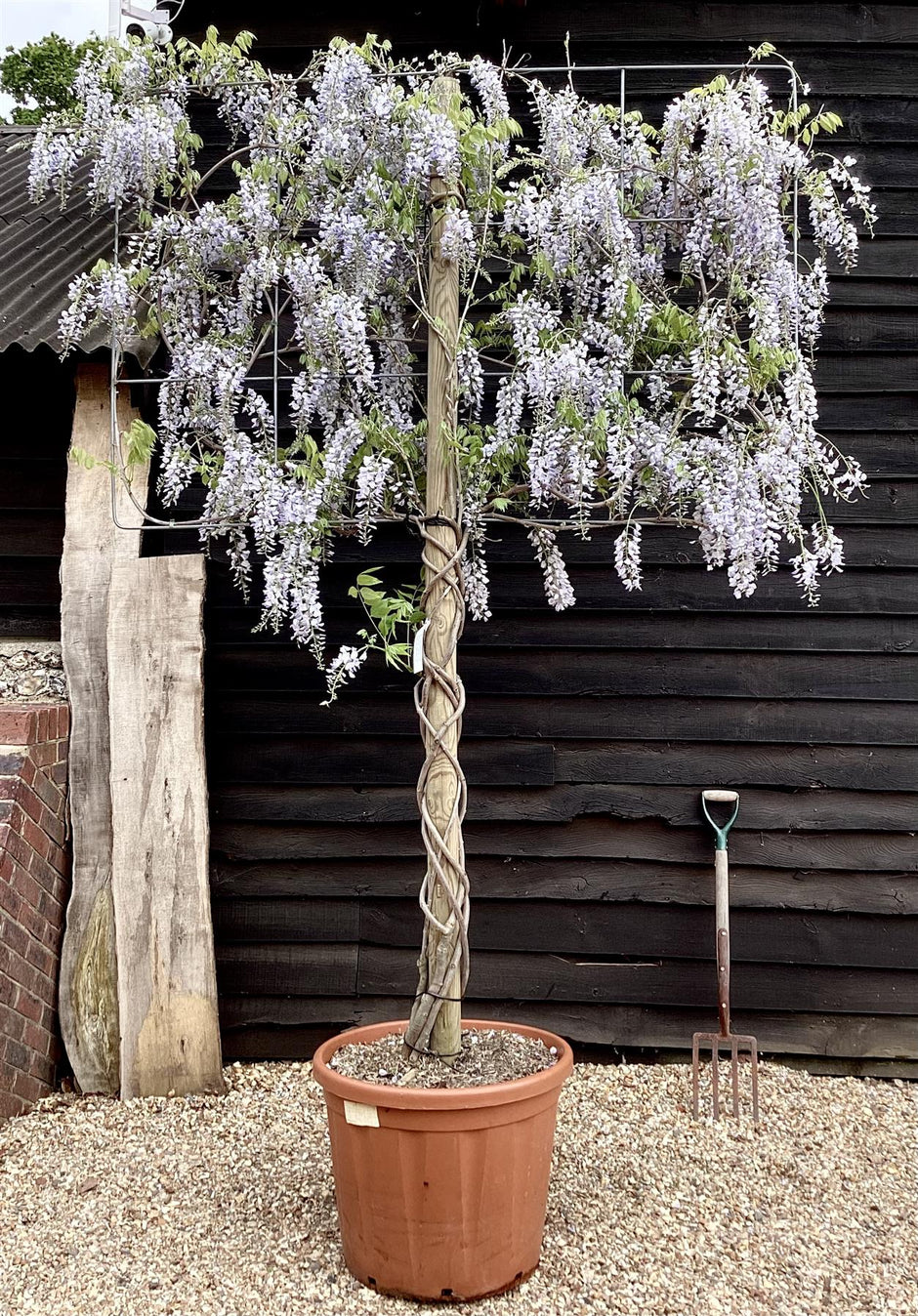 Wisteria plant for Sale - buy online wisteria flower, price Arundel ...