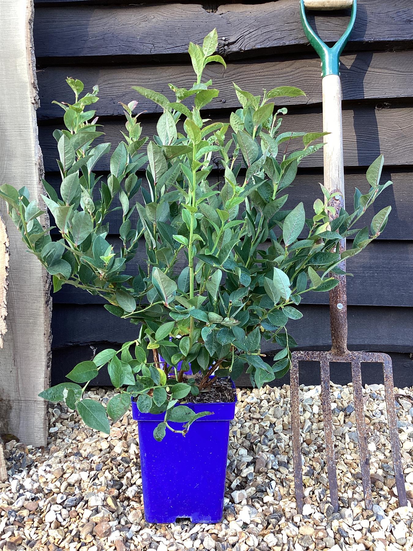 Vaccinium corymbosum 'Bluegold' | Blueberry 'Bluegold' - 40-60cm, 5lt ...