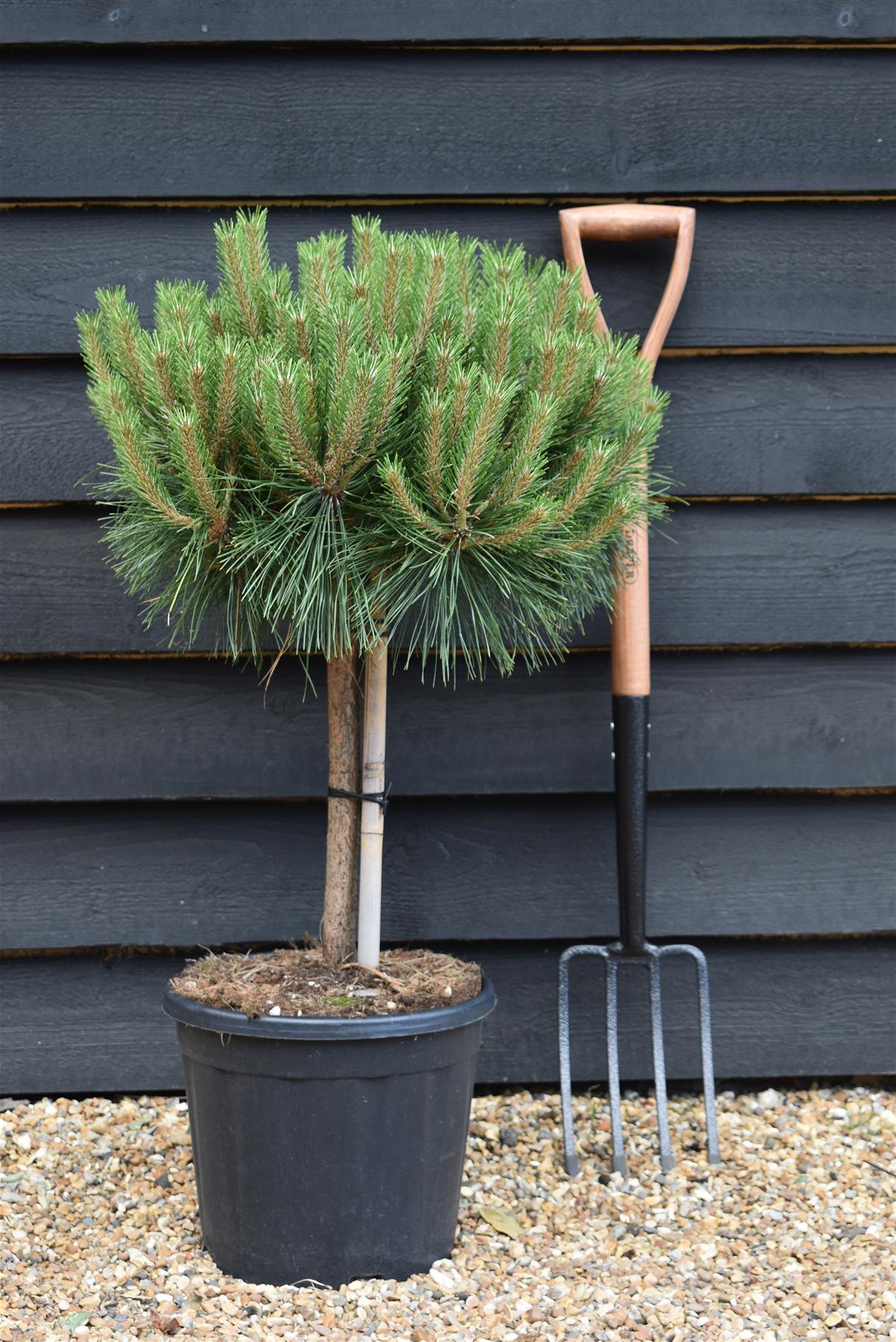 Pinus Nigra 'Brepo' | Dwarf Austrian Pine - Clear Stem 30cm - Height 7 ...