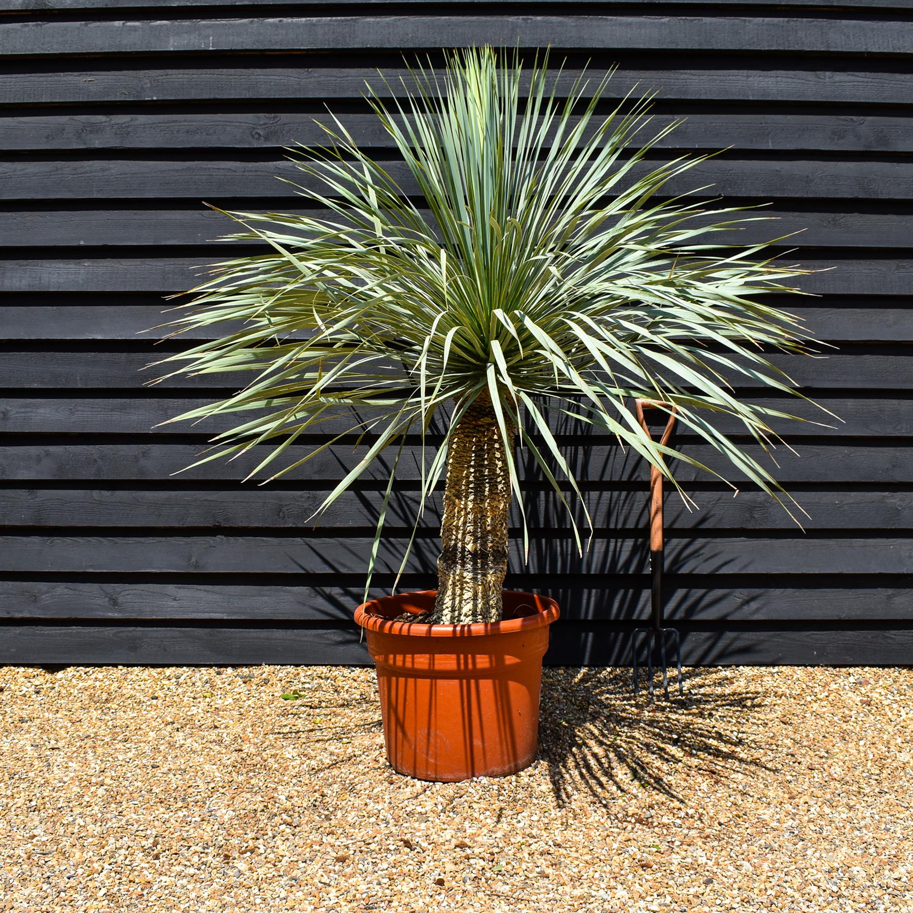 Yucca rostrata 'Blue Swan' - Stem 40-50cm - Height 120-130cm - 45lt ...