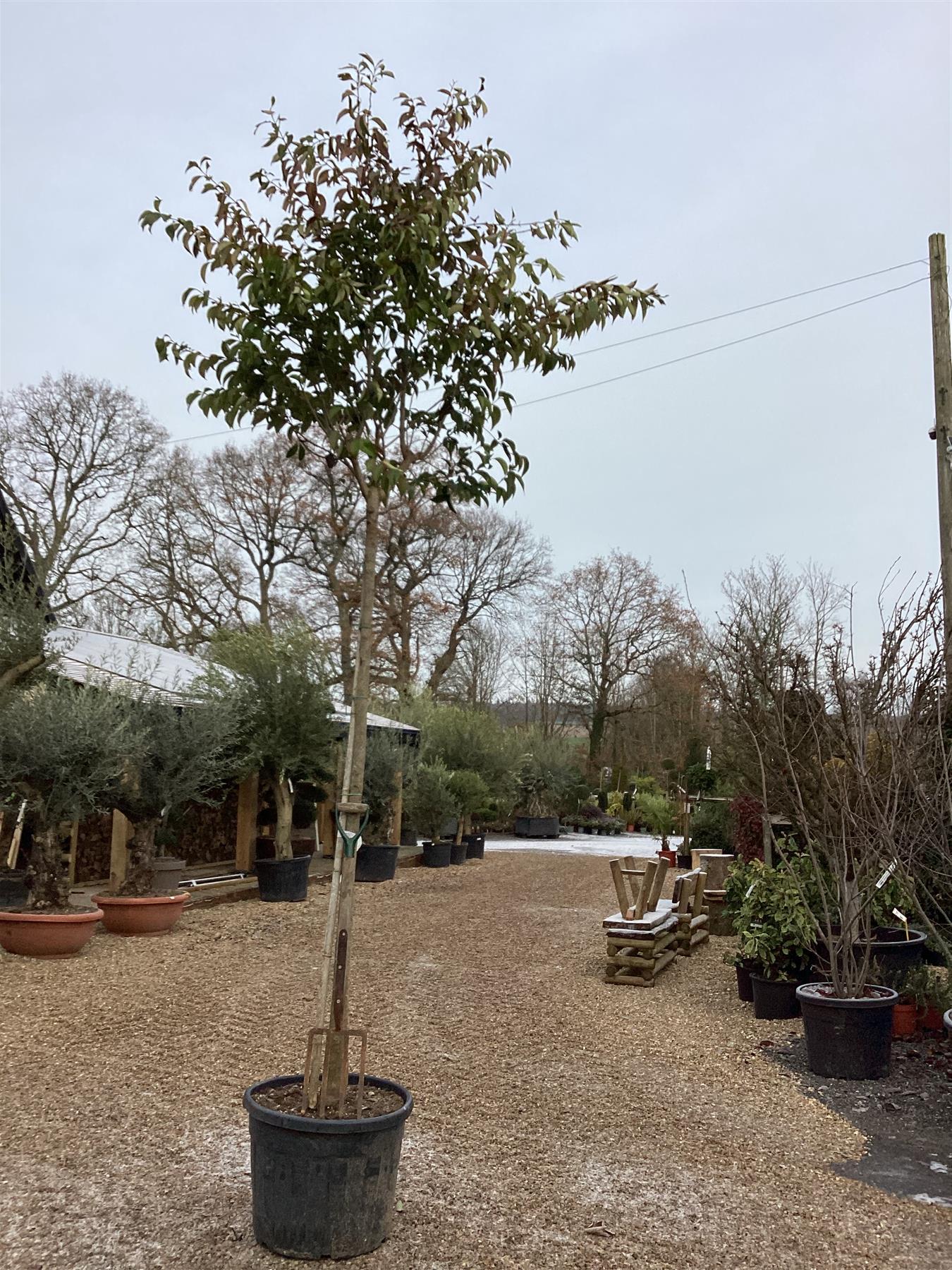 Ligustrum japonicum Standard - Girth 14-16 cms – Arundel Arboretum