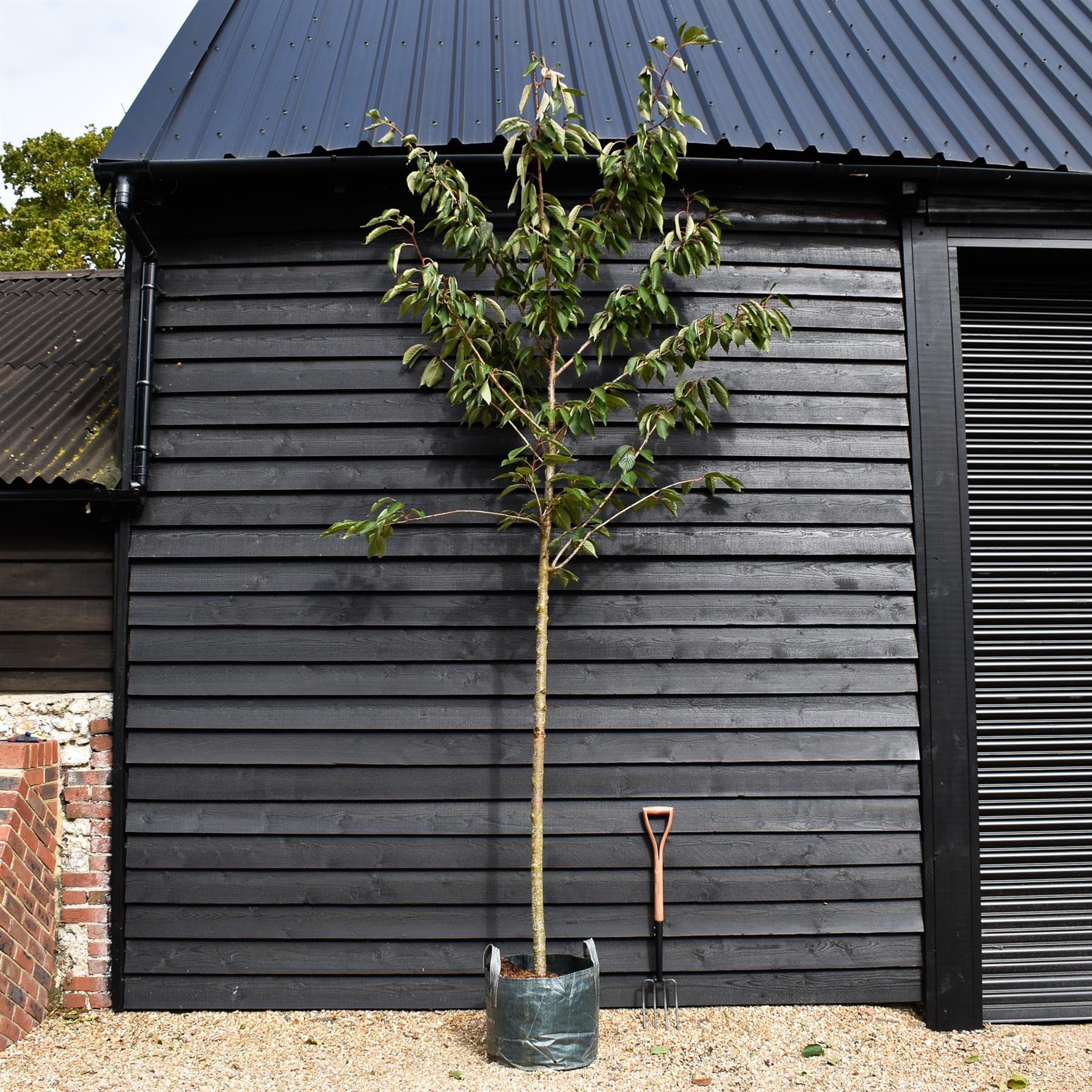 Prunus serrulata 'Taihaku' - Height 300-350cm - Clear Stem 170cm - Gir ...