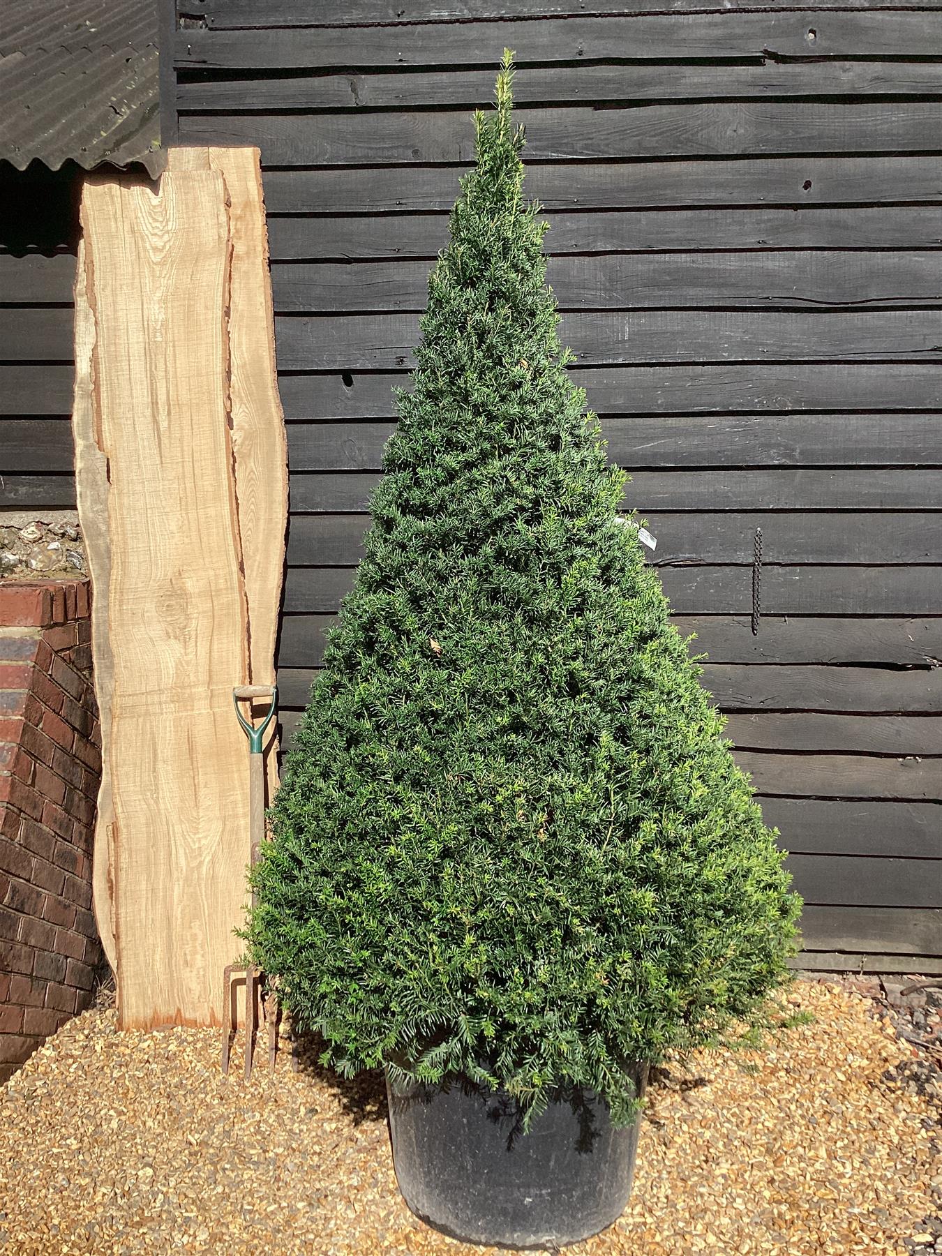 Taxus baccata - Cone - 240-250cm, 110lt – Arundel Arboretum