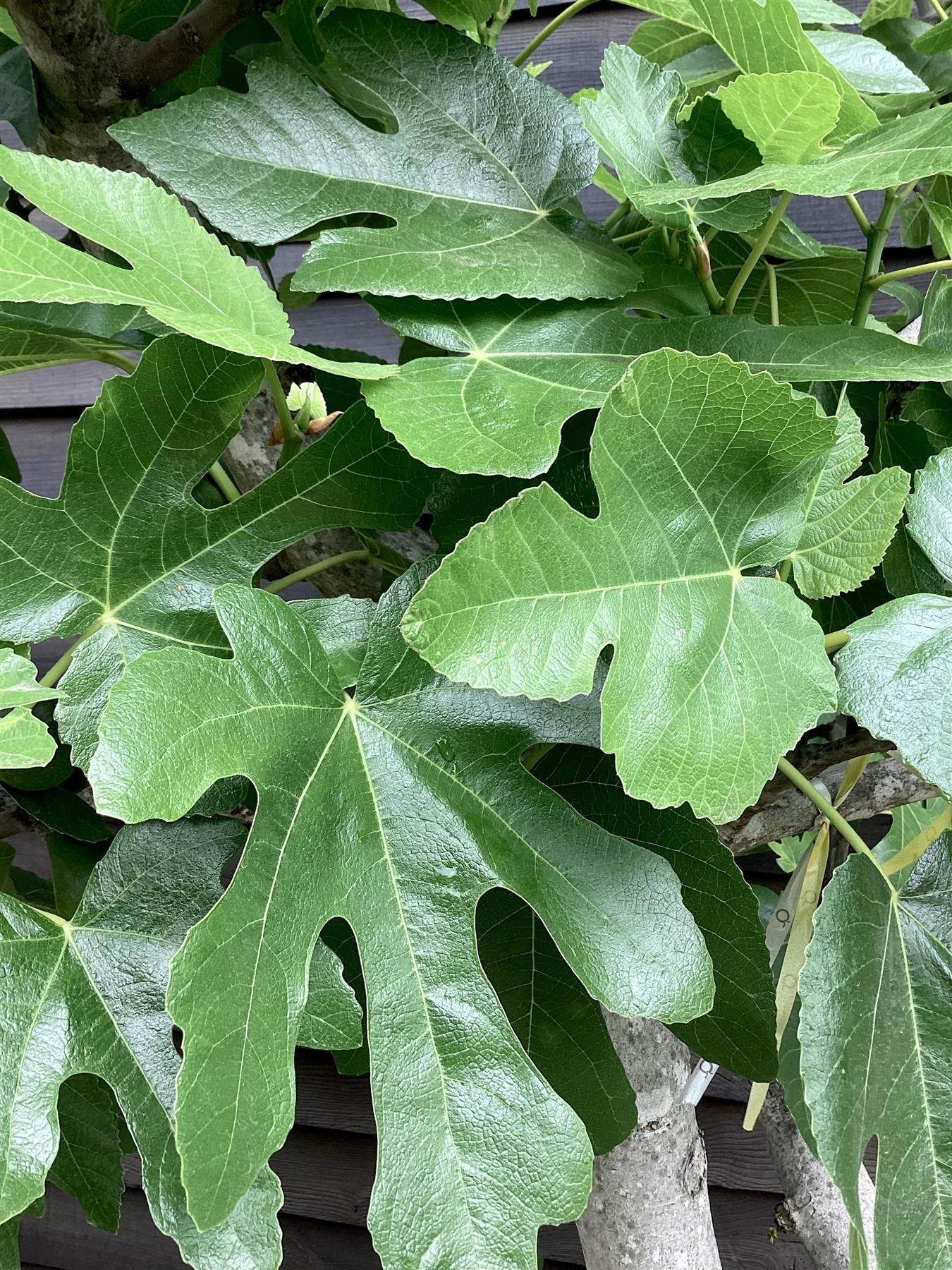 Fig - Ficus carica 'Napolitana' - Mature Espalier - 160-180cm - 70lt ...