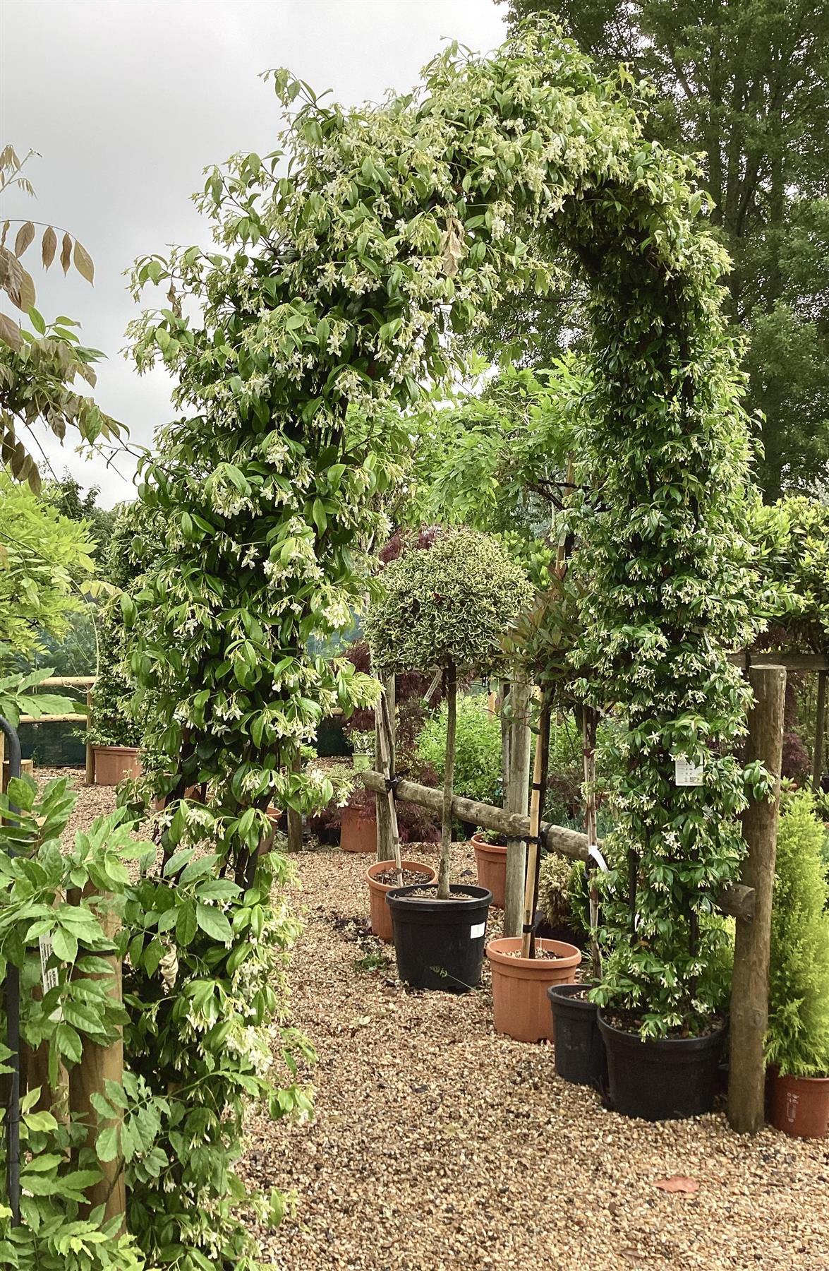 Trachelospermum jasminoides - Arch - 270-280cm, 55lt – Arundel Arboretum