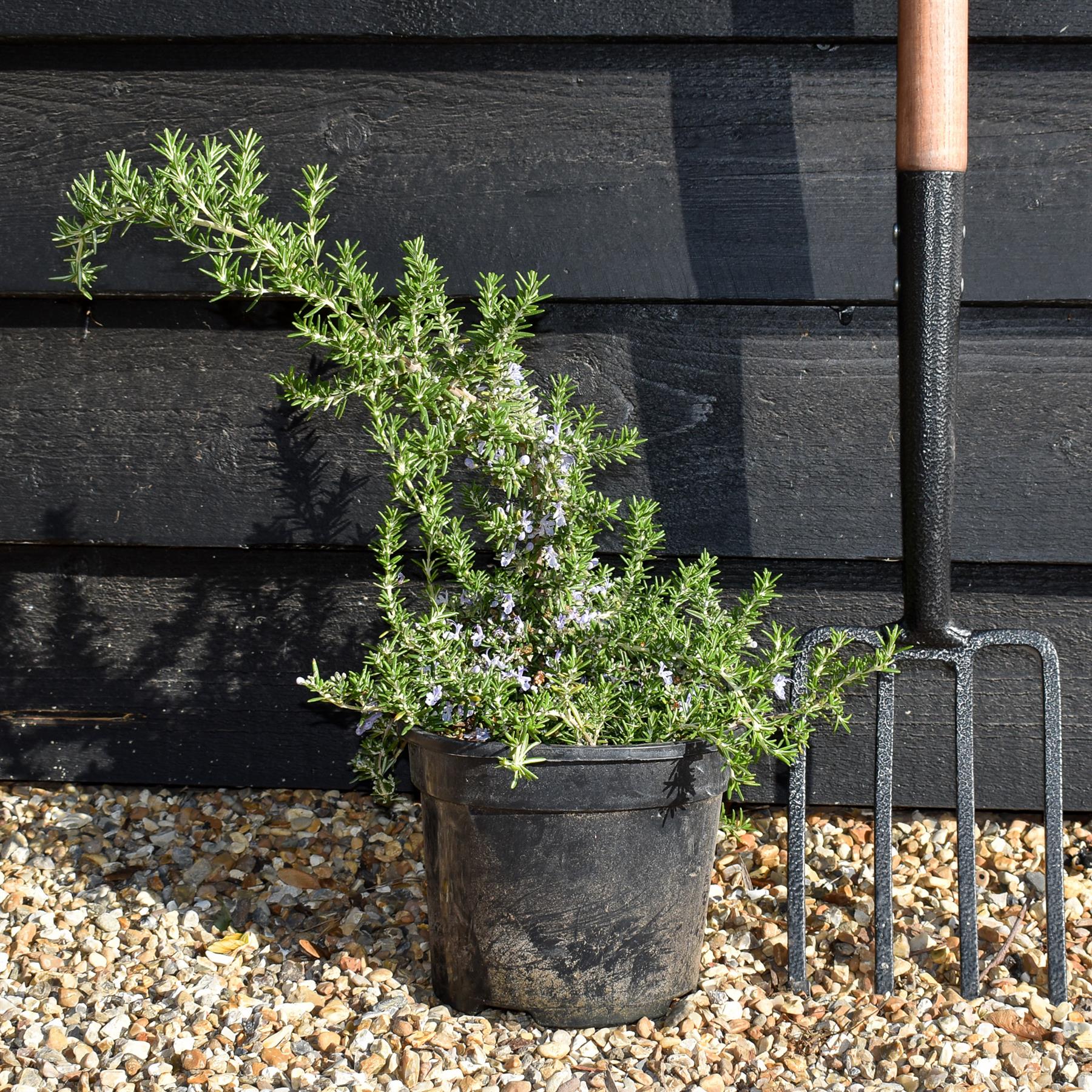 Rosemary | Rosmarinus Officinalis 'Prostratus' - Height 15-20cm - Shru ...
