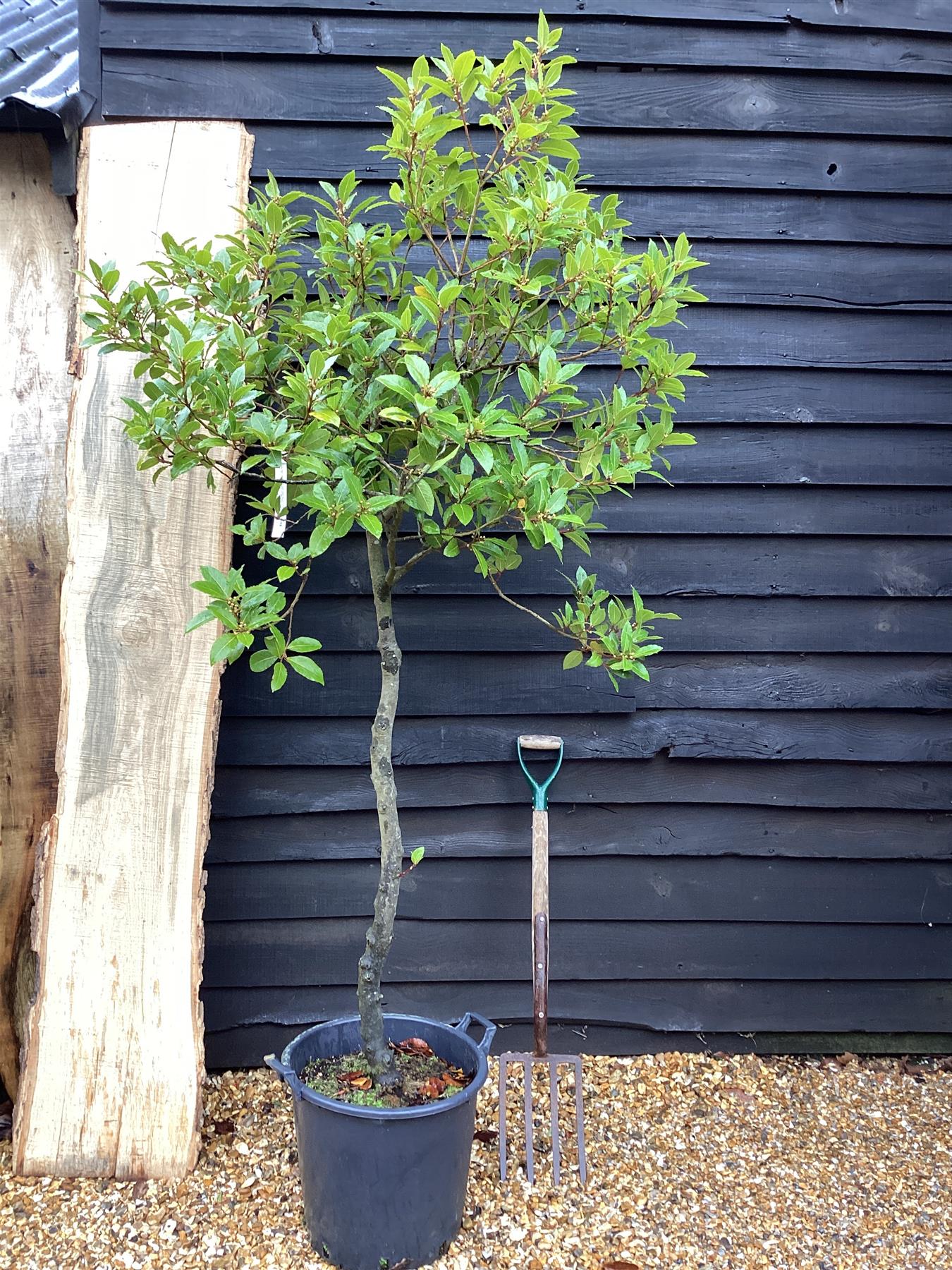 Laurus Nobilis 1/2 Standard | Bay laurel tree - 180-200cm, 35lt ...