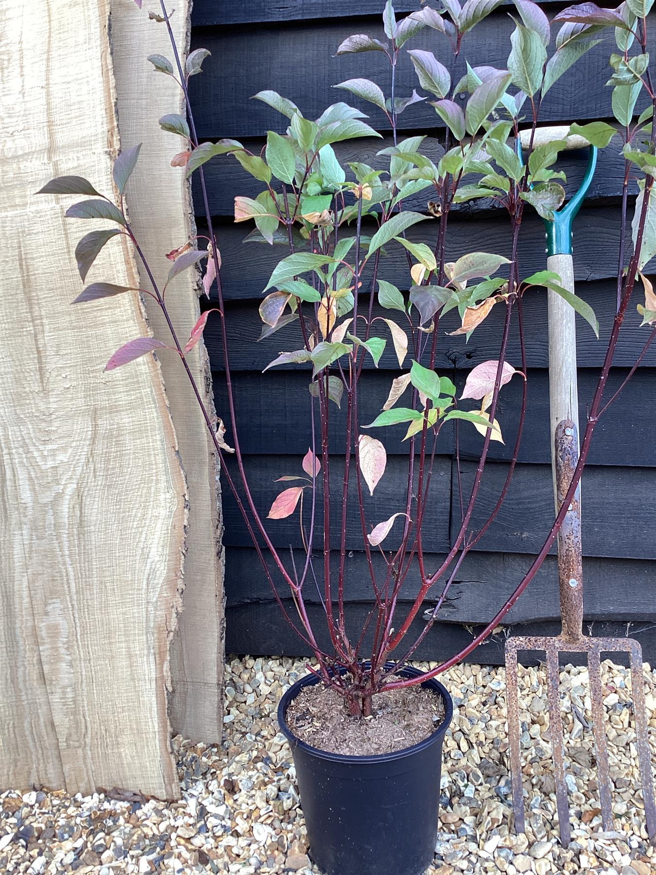 Cornus alba 'Kesselringii' | White dogwood 'Kesselringii' - 40-70cm, 5 ...