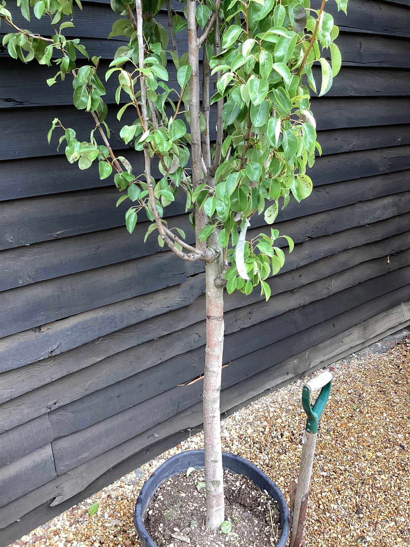 Pear Conference | Pyrus communis - 300-320cm, 90lt – Arundel Arboretum