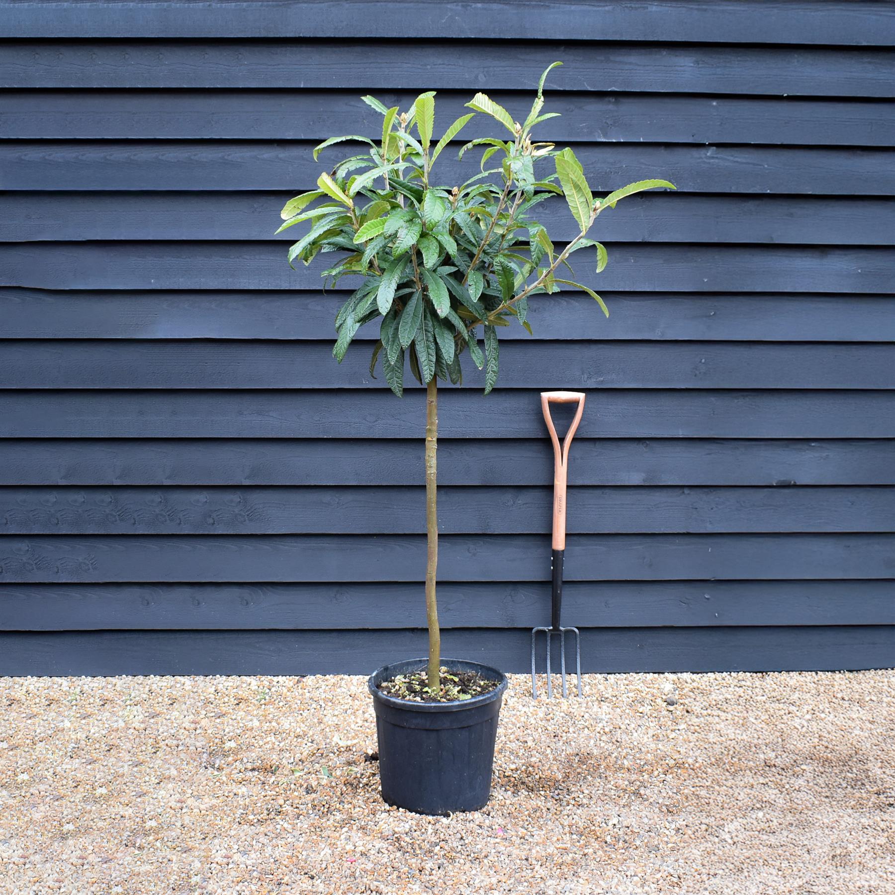 Eriobotrya japonica Tree | Loquat - Clear Stem 90cm - Girth 08-10cm ...