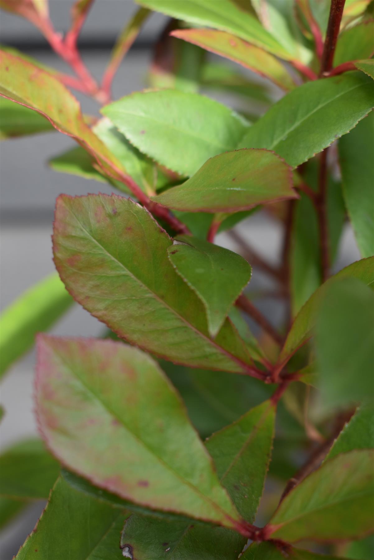 Photinia Red Robin - Compacta - Bush - Shrub - Height 90-120cm - 10lt ...