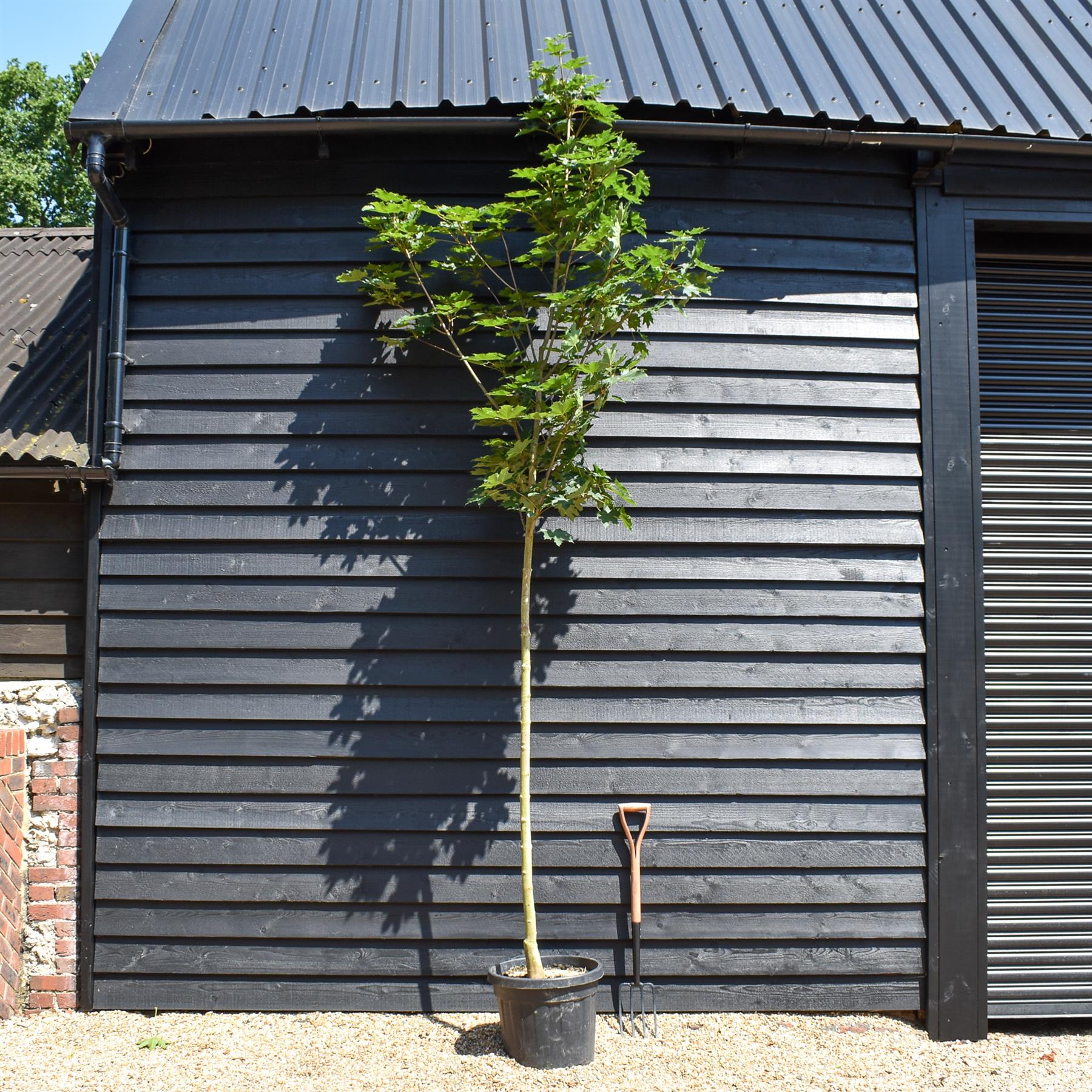 Norway maple 'Emerald Queen' | Acer platanoides - Clear Stem - Height ...