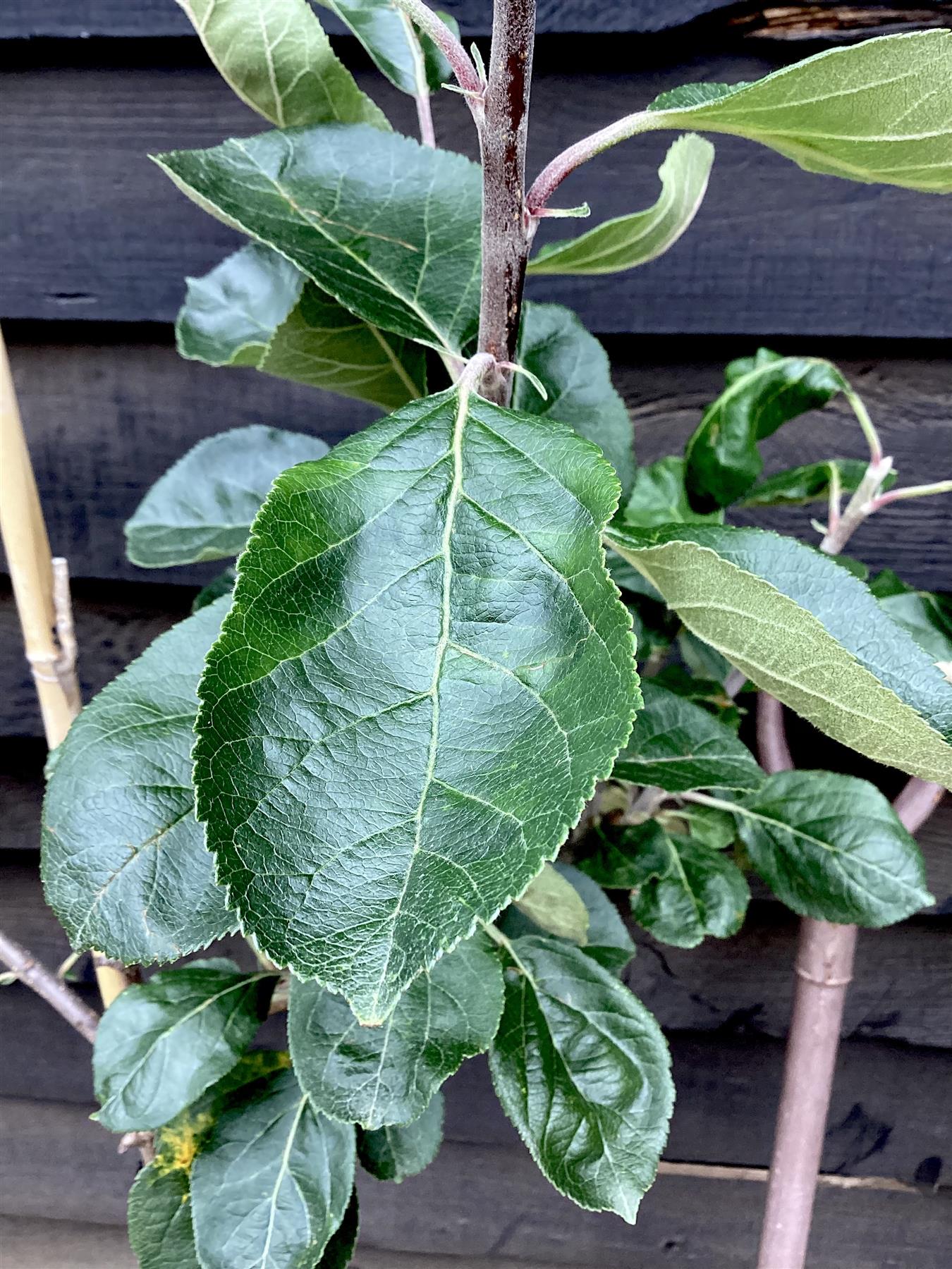 Apple tree 'Red Devil' | Malus domestica - M26 - Dwarfing - 140-150cm ...