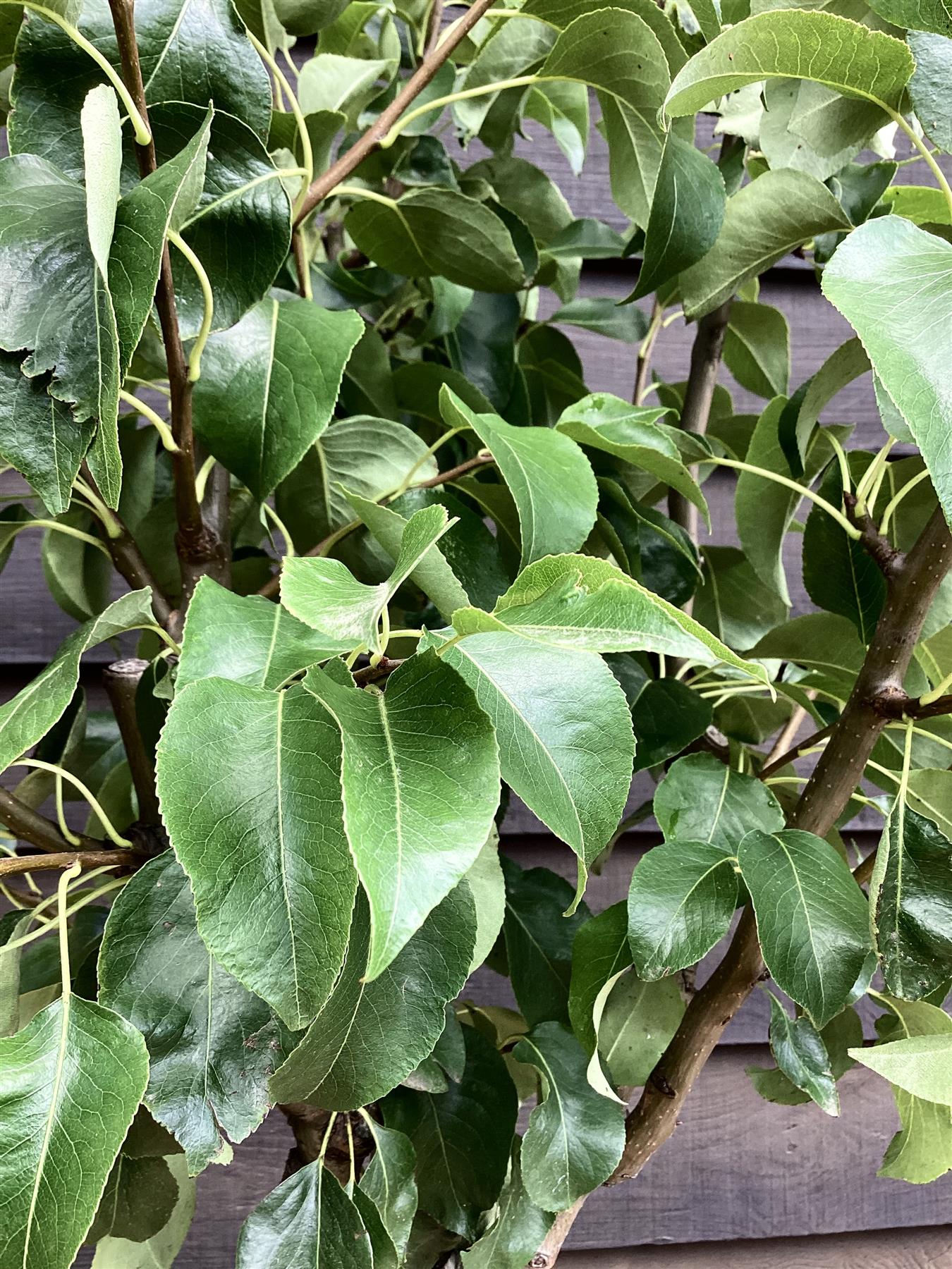 Pear tree 'Conference' | Pyrus communis - 170-180cm - 30lt – Arundel ...