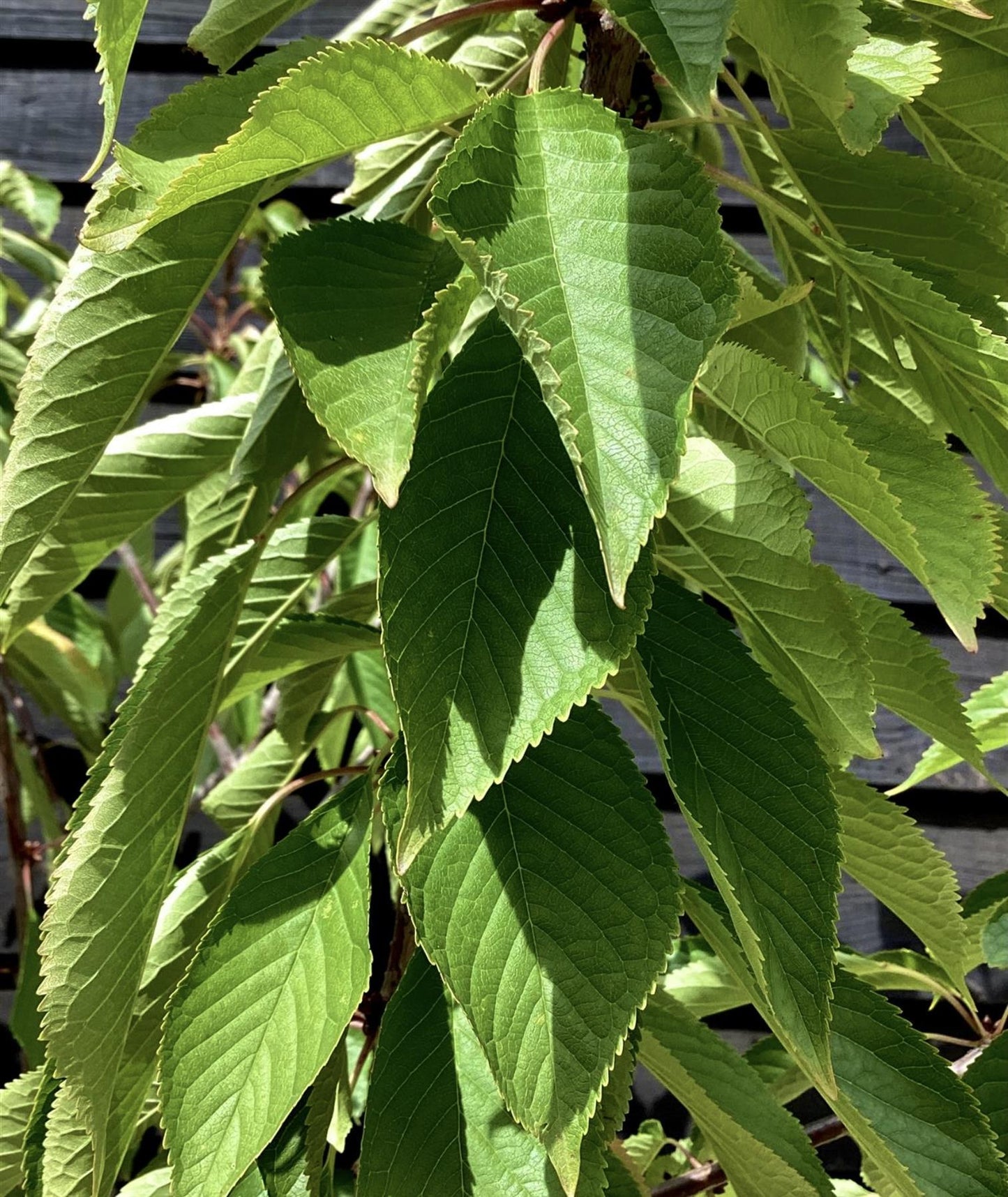 Prunus avium 'Early Rivers' | Cherry 'Early Rivers' - 100-120cm, 10lt ...