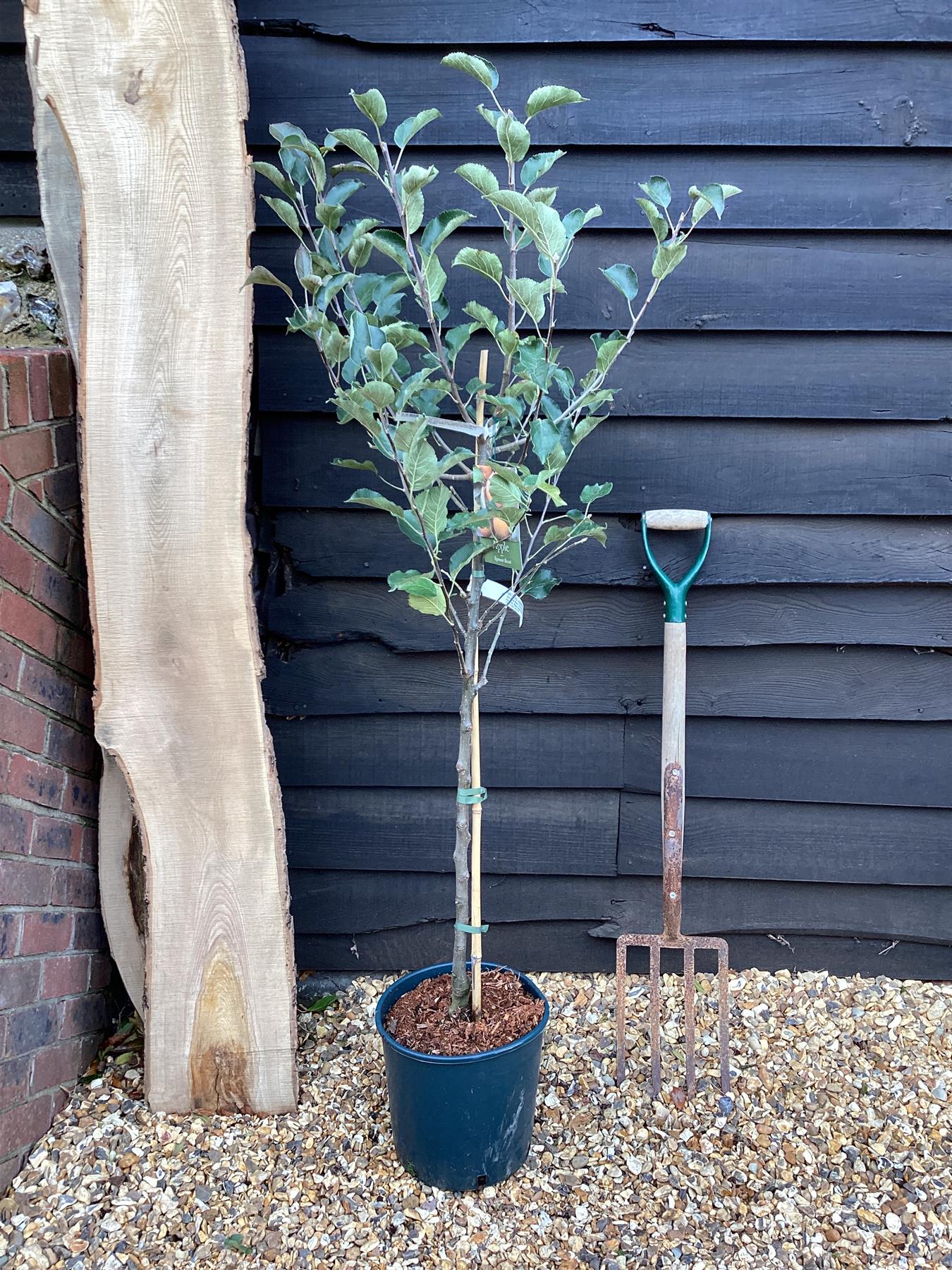 Apple tree 'Egremont Russet' | Malus domestica - M26 - Dwarfing - 120 ...