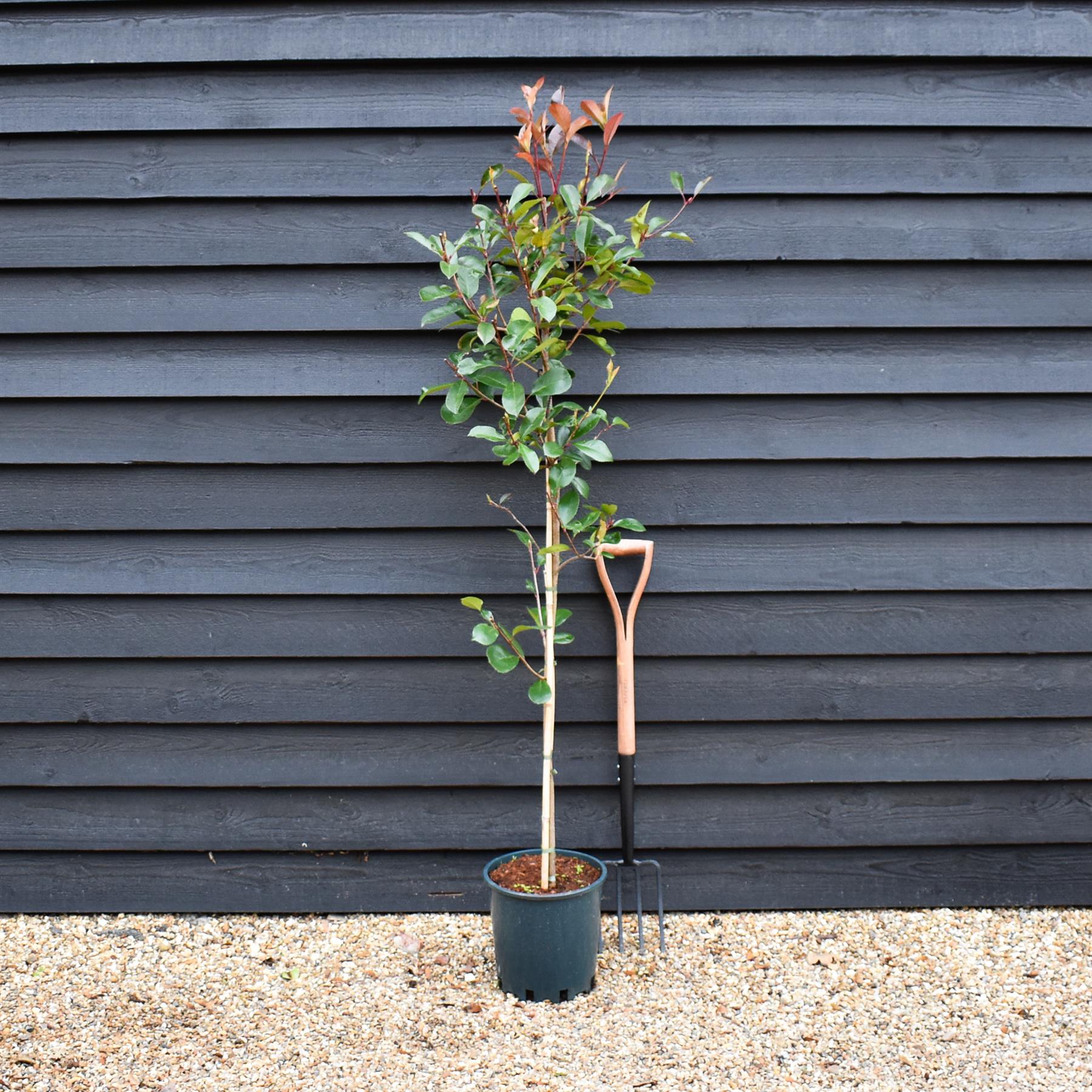 Photinia x fraseri Red Robin - Tree - Height 160-180cm - 12lt – Arundel ...