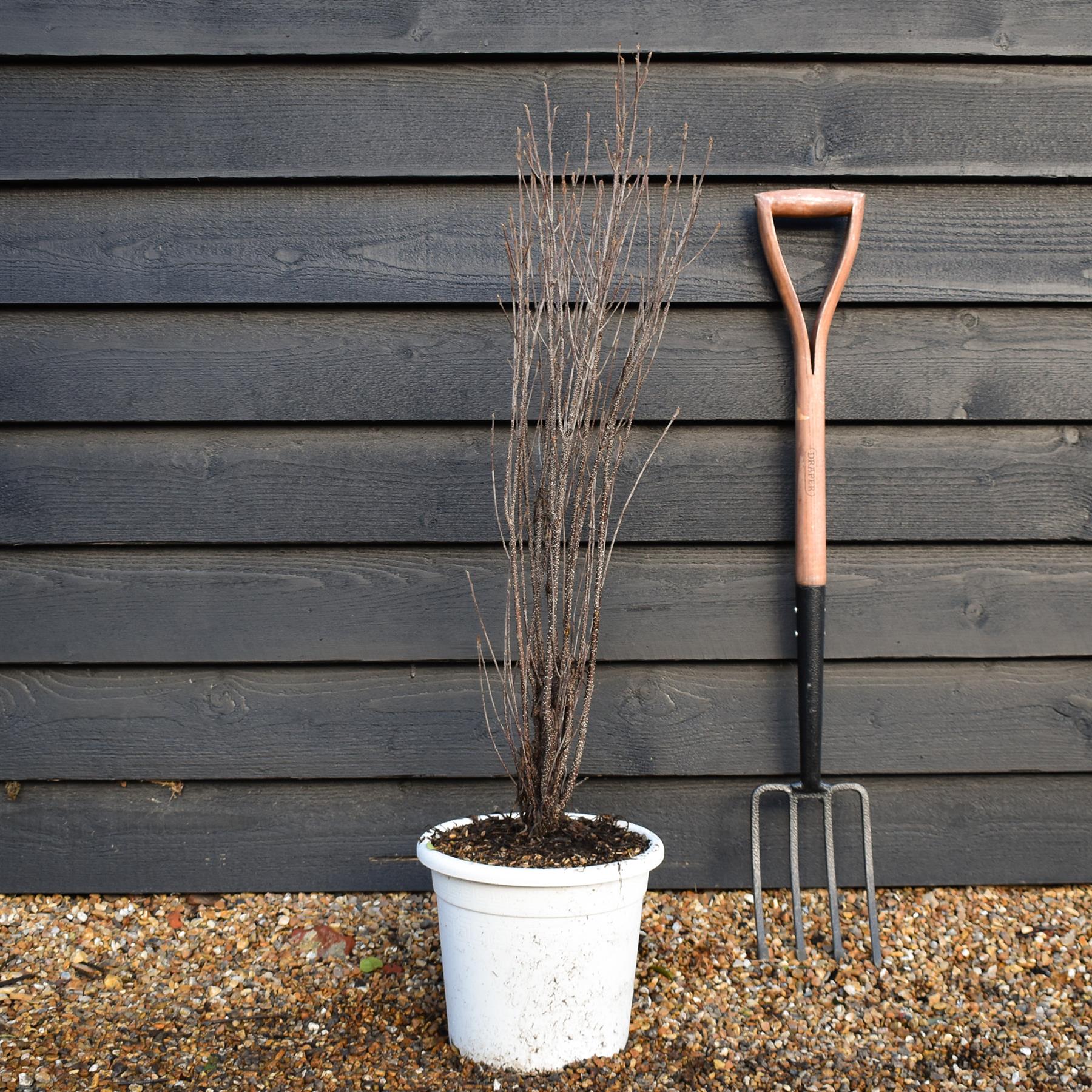 Rhamnus frangula 'Fine Line' - Shrub - Height 90cm - 10lt – Arundel ...