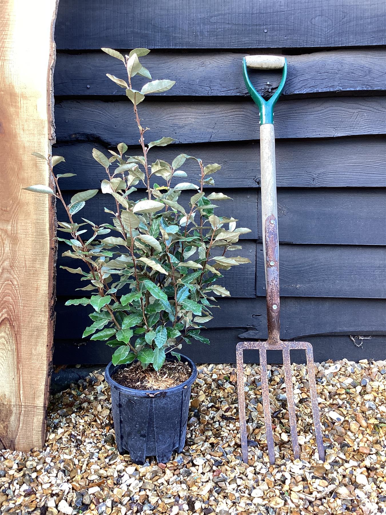 Elaeagnus ebbingei Compacta Oleaster - 20-50cm, 5lt – Arundel Arboretum