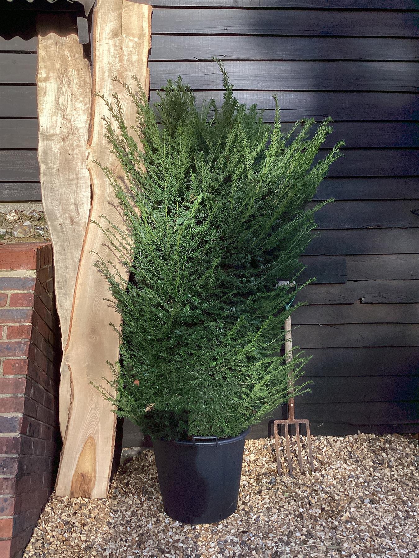 Taxus baccata - 170-180cm - 45lt – Arundel Arboretum