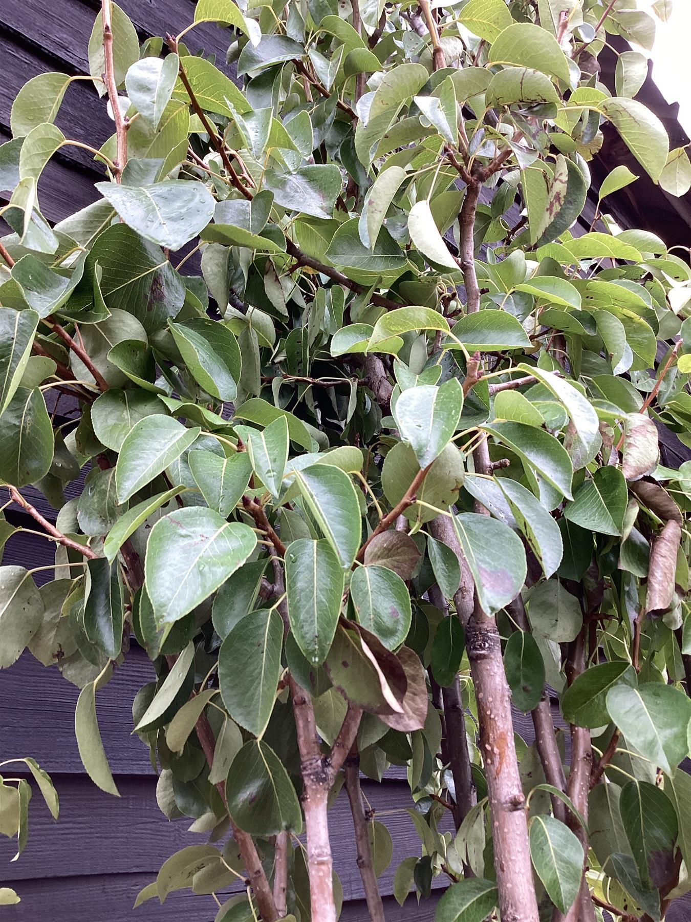 Pear Conference | Pyrus communis - 300-320cm, 90lt – Arundel Arboretum