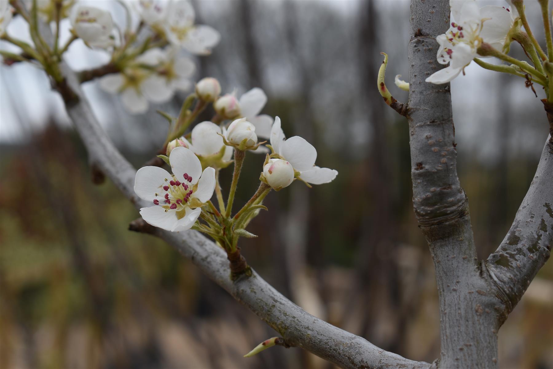 Pear tree 'Williams' Bon Chretien' | Pyrus communis - Girth 18-20cm ...