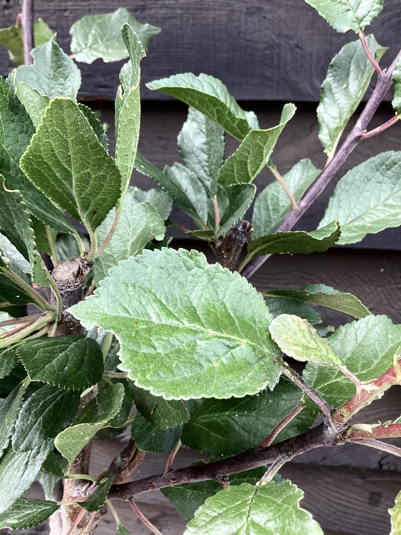 Plum tree Japanese - Santa Rosa | Prunus domestica - 100-120cm - 10lt ...