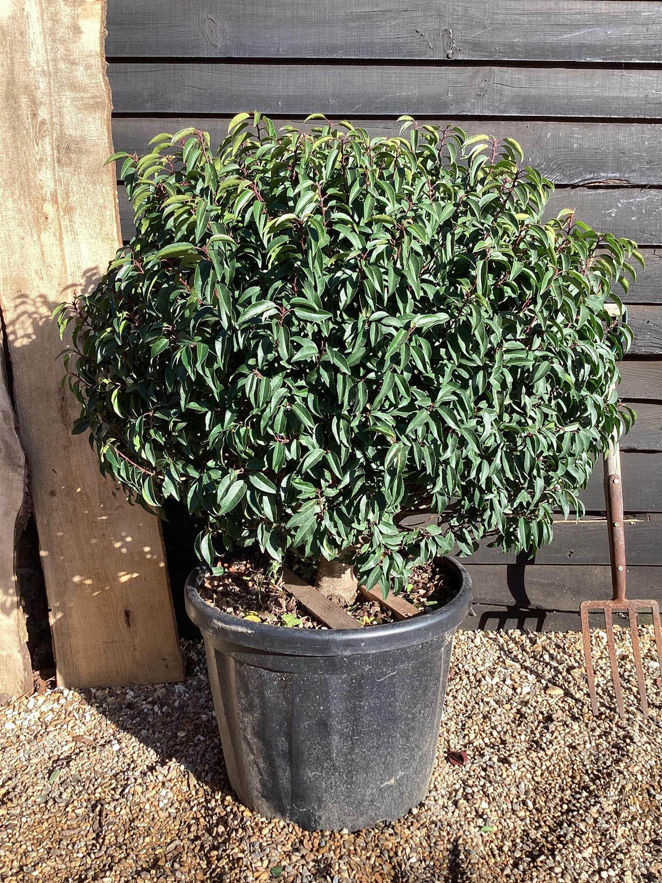 Prunus lusitanica | Portuguese Laurel Cherry - Ball - 120-140cm - 55lt ...