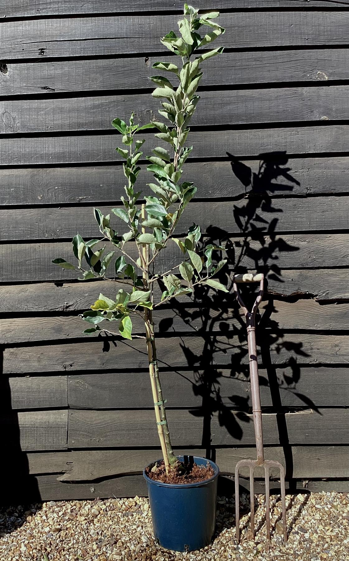 Apple tree 'Katy' | Malus domestica - MM106 - Semi-Dwarfing - 140-150c ...