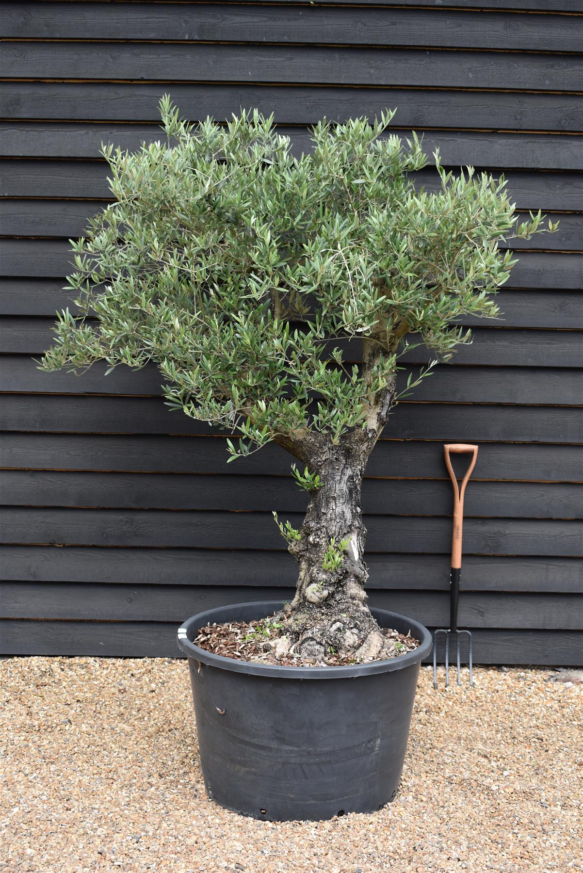 Olive Tree | Olea Europea 1/2 Std Girth 54cm - 255-265cm, 160lt ...
