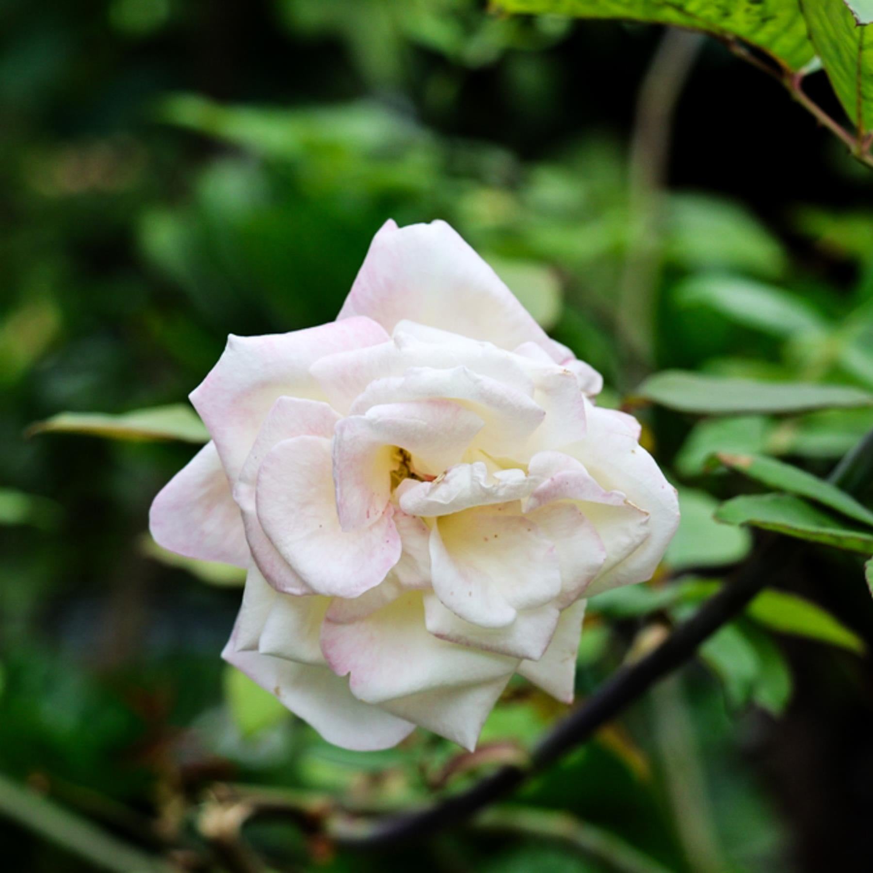 Rose - Pinkish White - Stem 80cm - Height 110-120cm - 10lt – Arundel ...