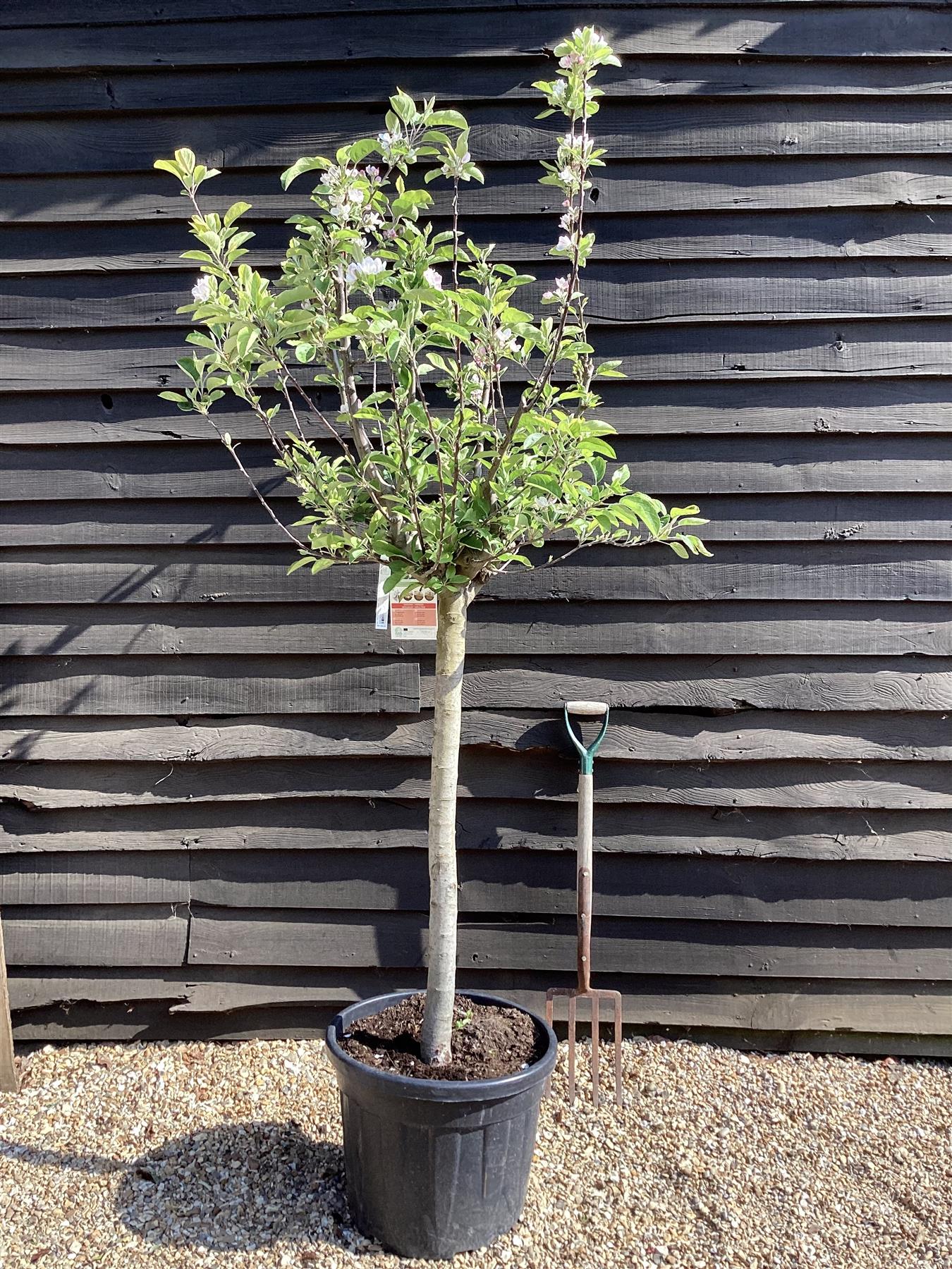 Apple | Malus Domestica 'Red Delicious' - Girth 18-20cm - 200-220cm ...