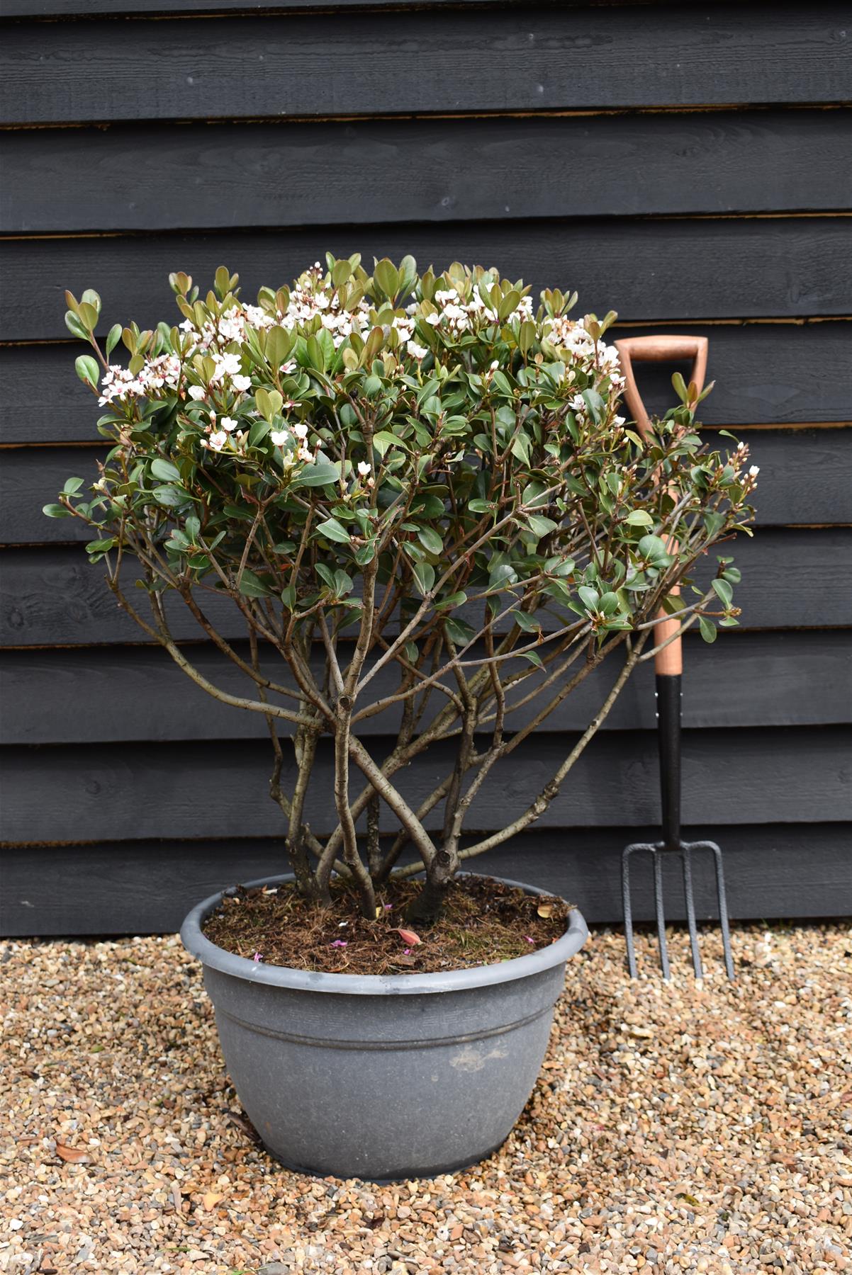 Rhaphiolepis umbellata (white) | Yeddo hawthorn - multistem - 80-90cm ...