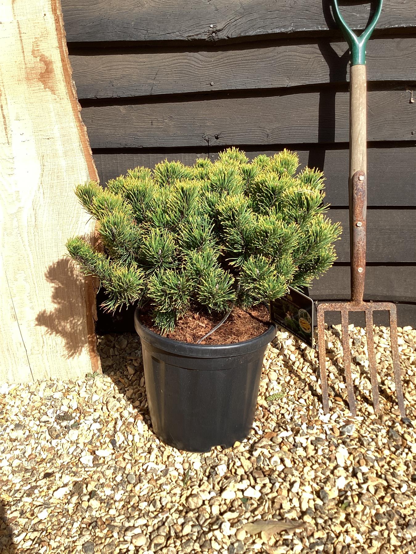 Pinus mugo 'Carsten's Wintergold' | Dwarf mountain pine 'Carsten' - 45 ...