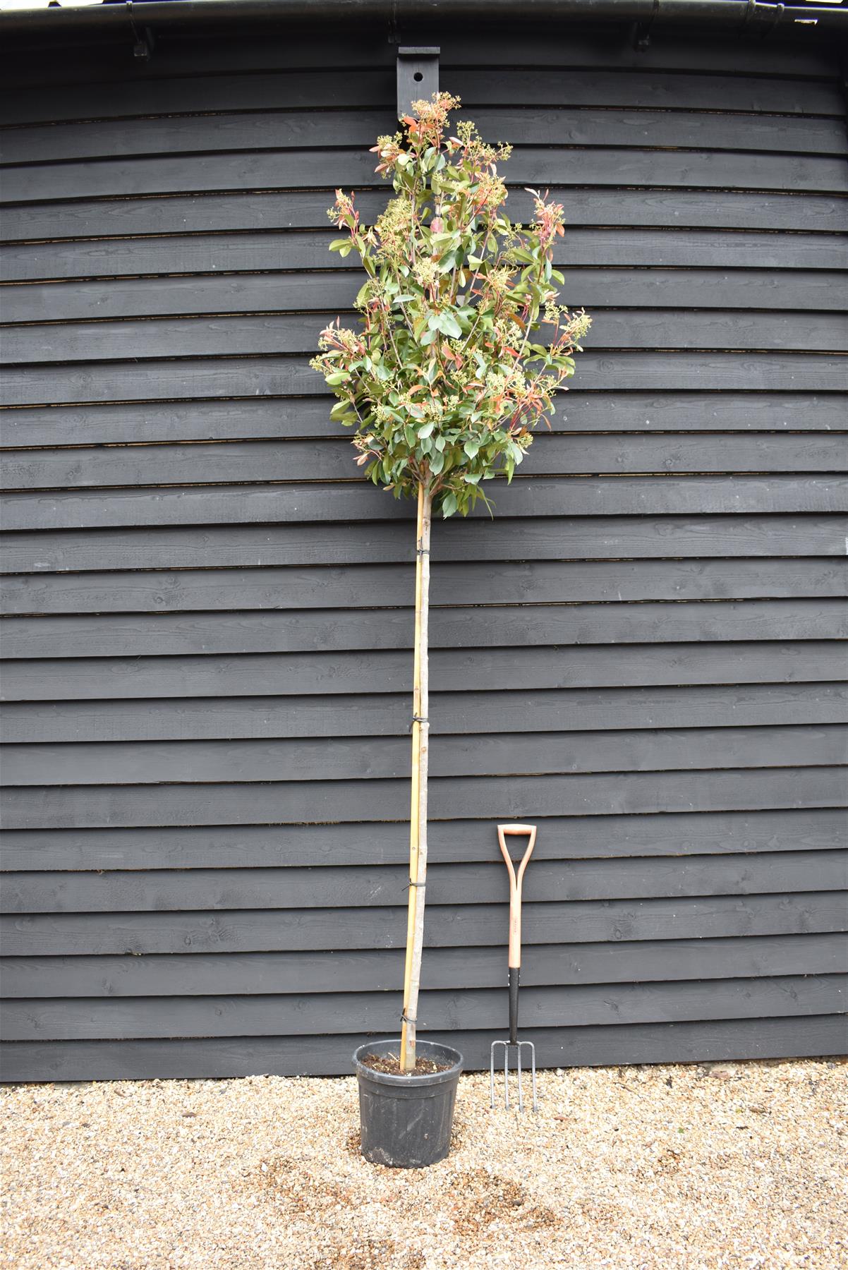 Photinia x fraseri Red Robin - Clear Stem - Height 250cm - 25lt ...