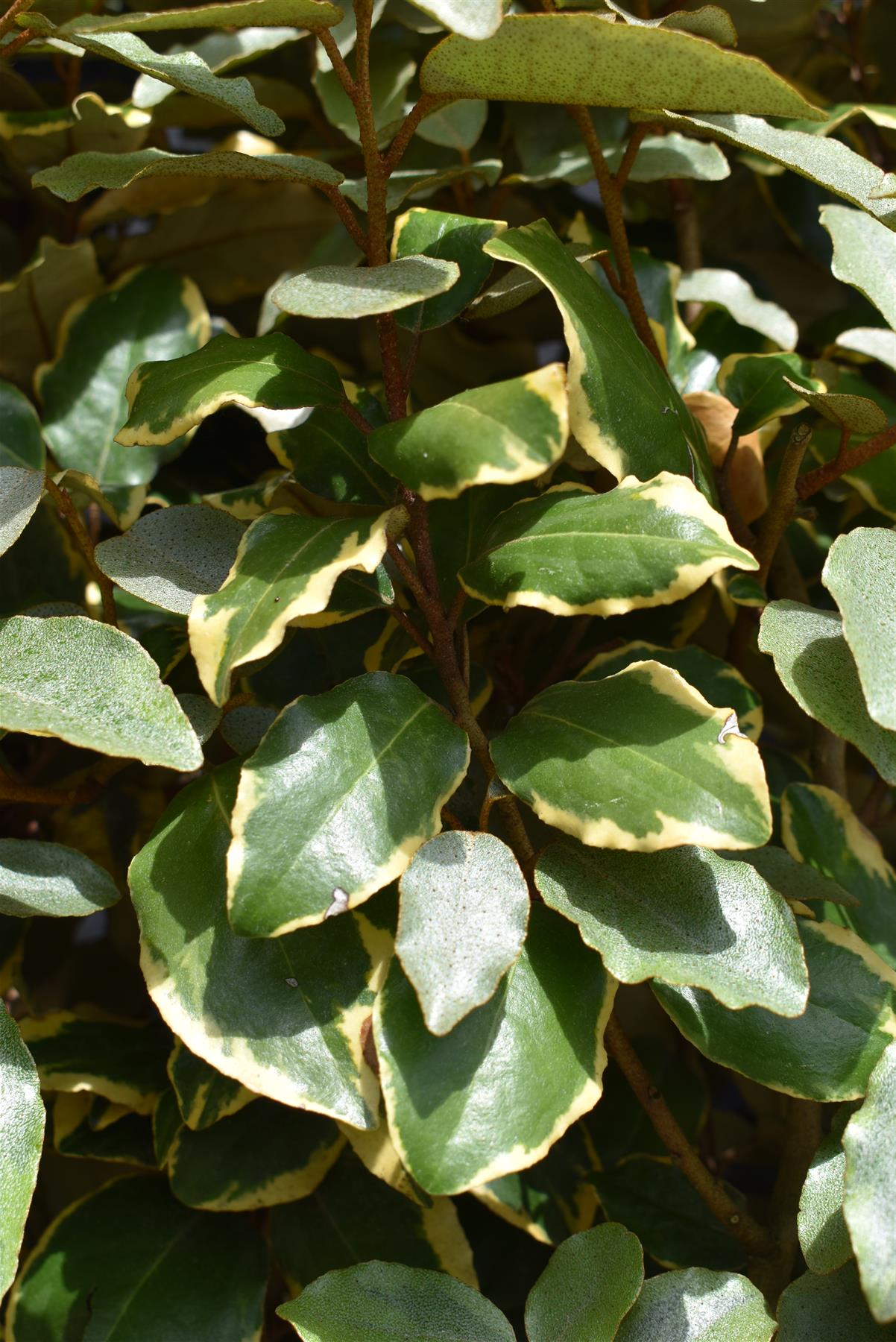 Elaeagnus ebbingei - Espalier/Pleached Metal Frame 140x100cm - 45lt ...