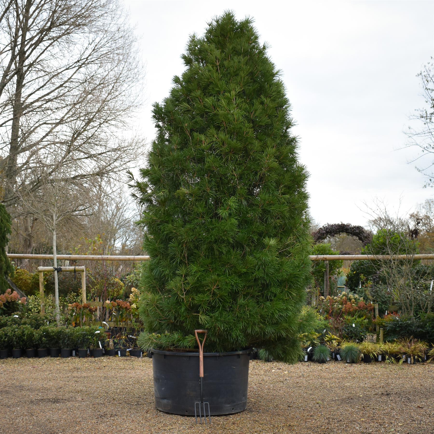 Sciadopitys Verticillata | Japanese umbrella tree - Specimen Tree - He ...