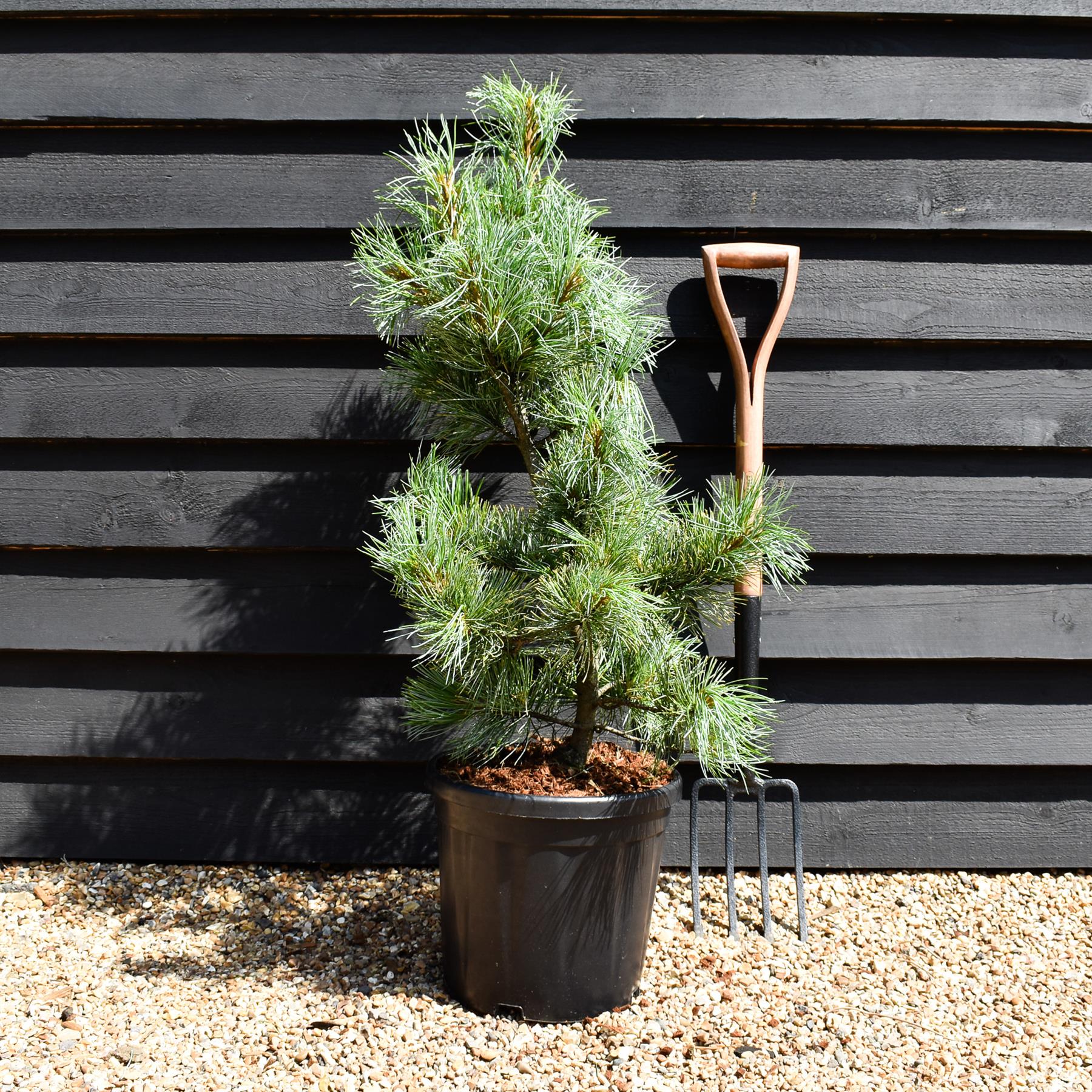 Pinus koraiensis 'Silveray' | Korean pine - Height 90-100cm - Width 70 ...