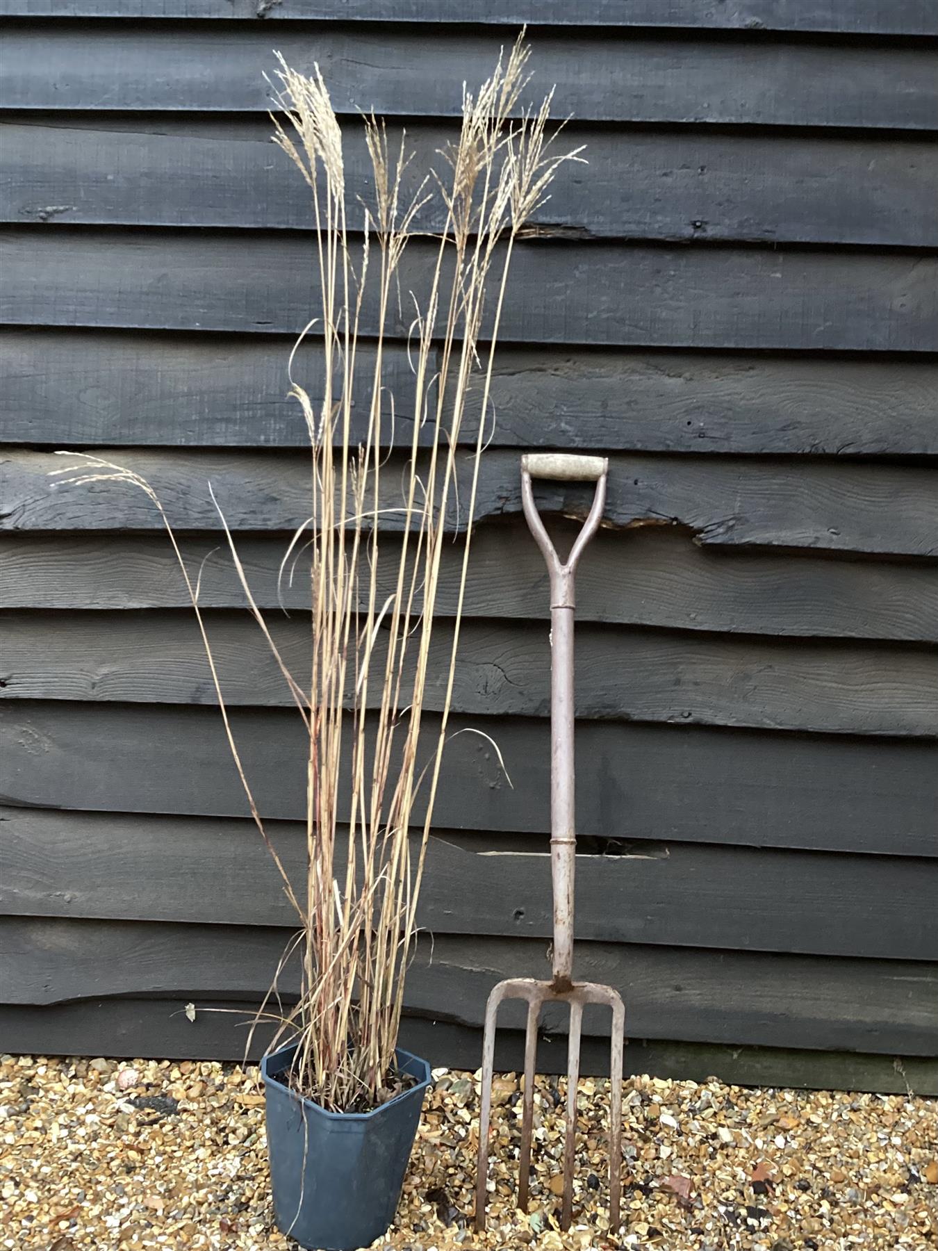 Miscanthus sinensis | Ornamental grass 'Squaw' - 5lt – Arundel Arboretum