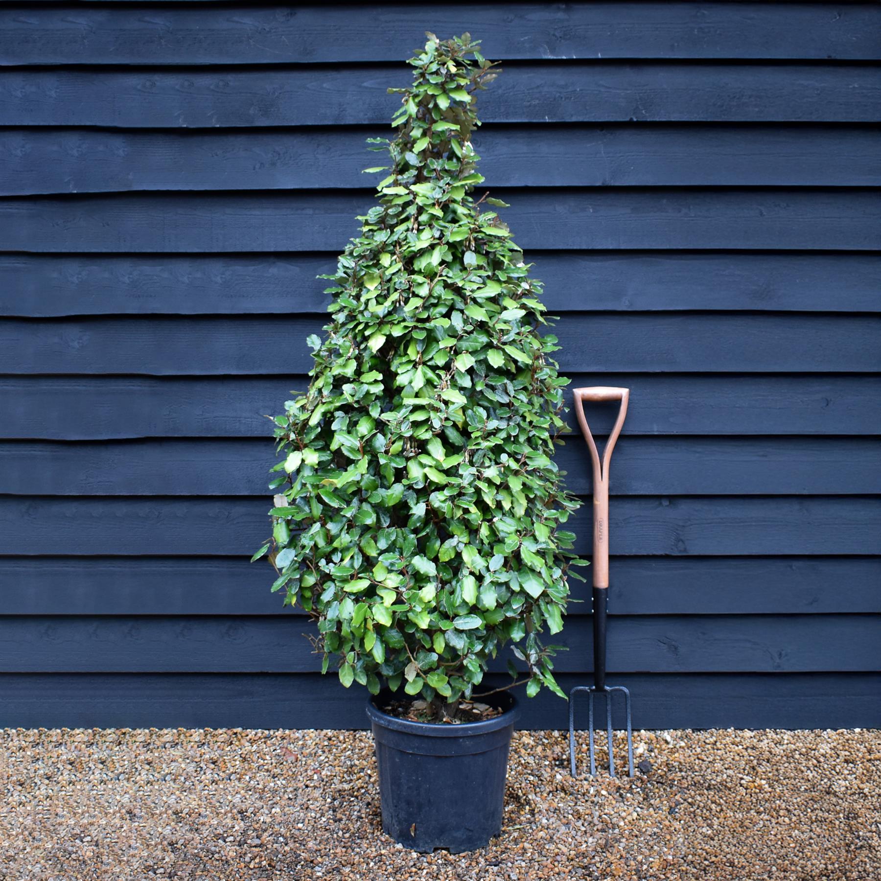 Elaeagnus ebbingei Compacta Pyramid - Height 150cm - 30lt – Arundel ...