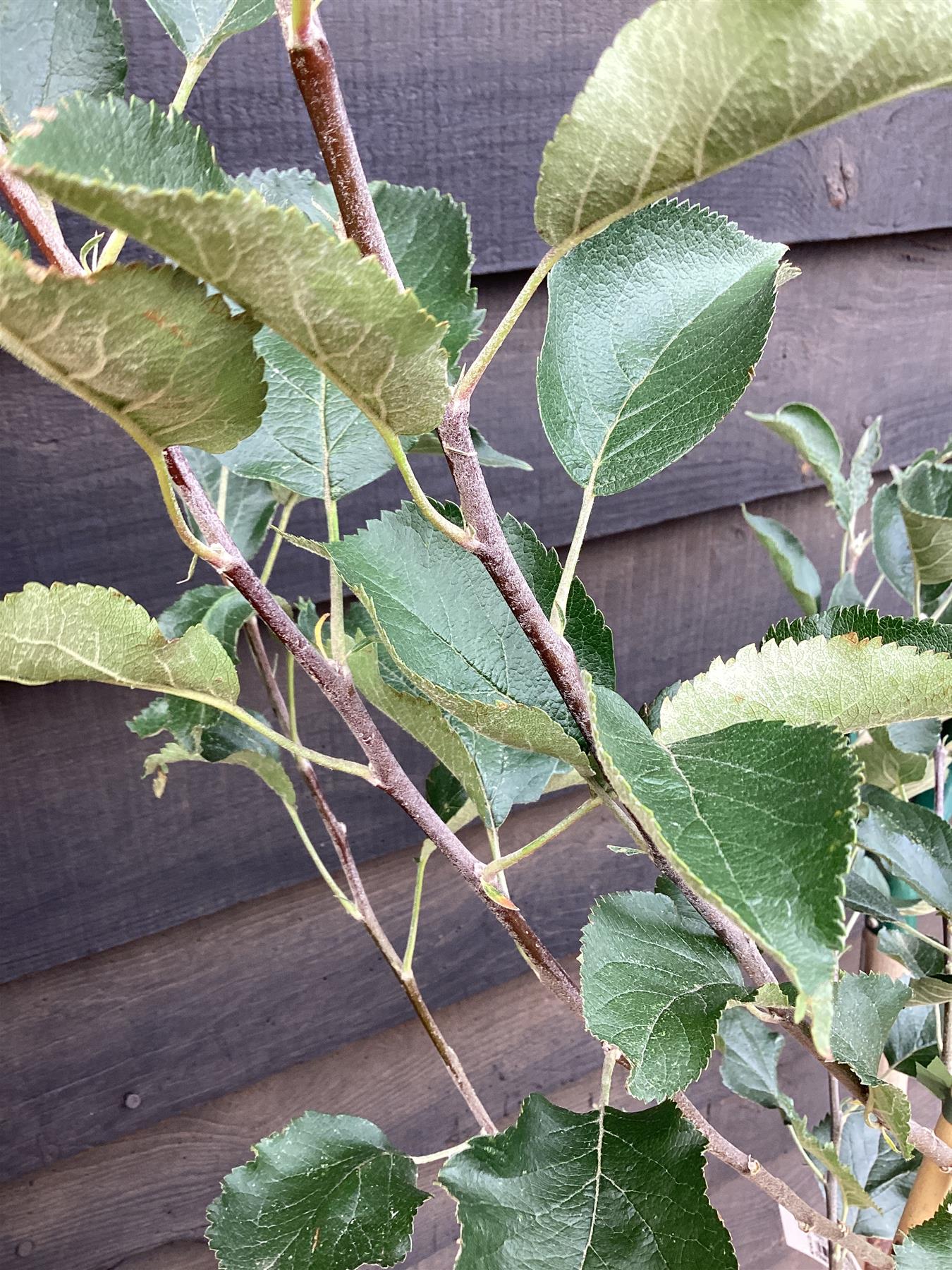 Apple tree 'Egremont Russet' | Malus domestica - M26 - Dwarfing - 120 ...