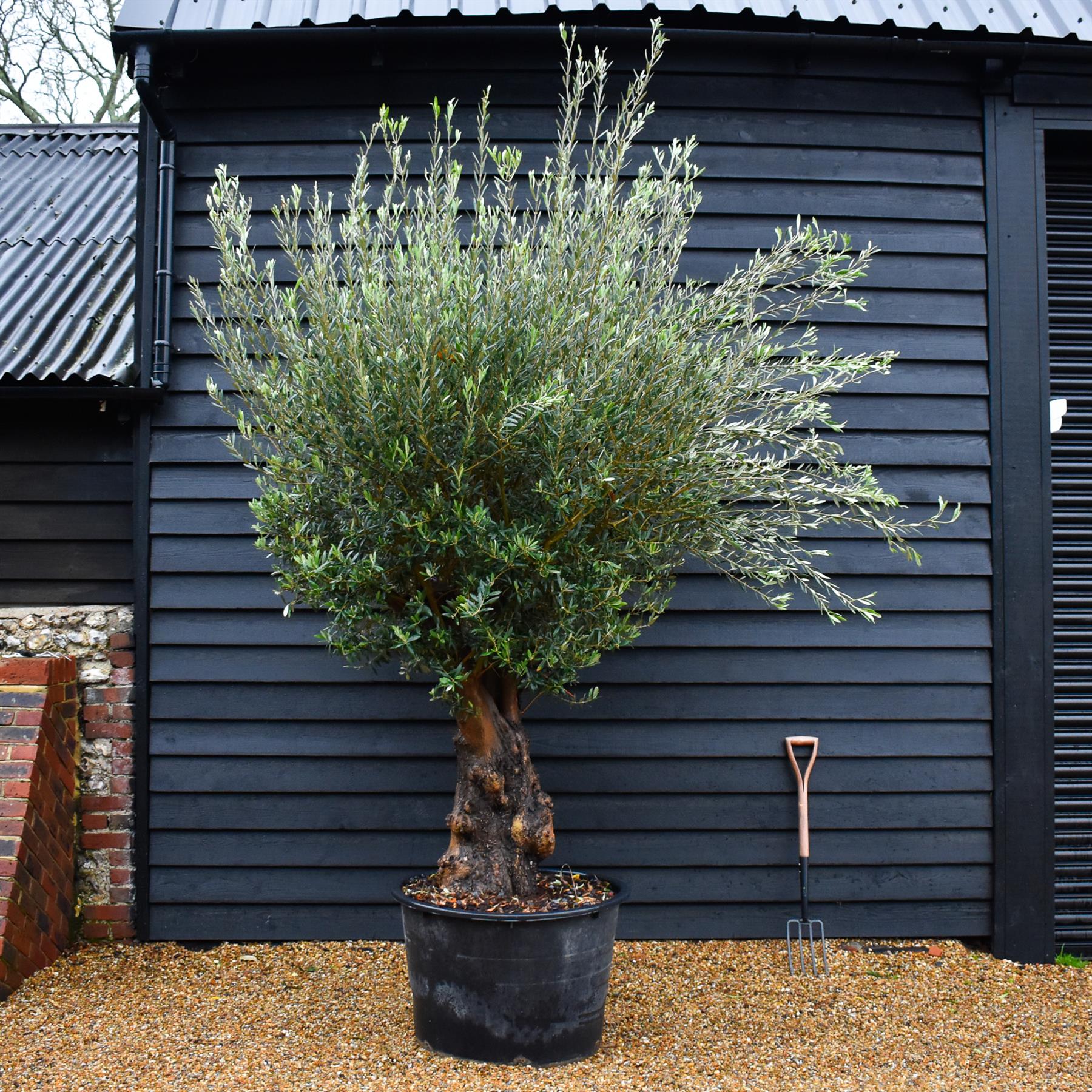 Olive Tree | Olea Europea - Specimen 8A - Gnarly Three Branched - Trun ...
