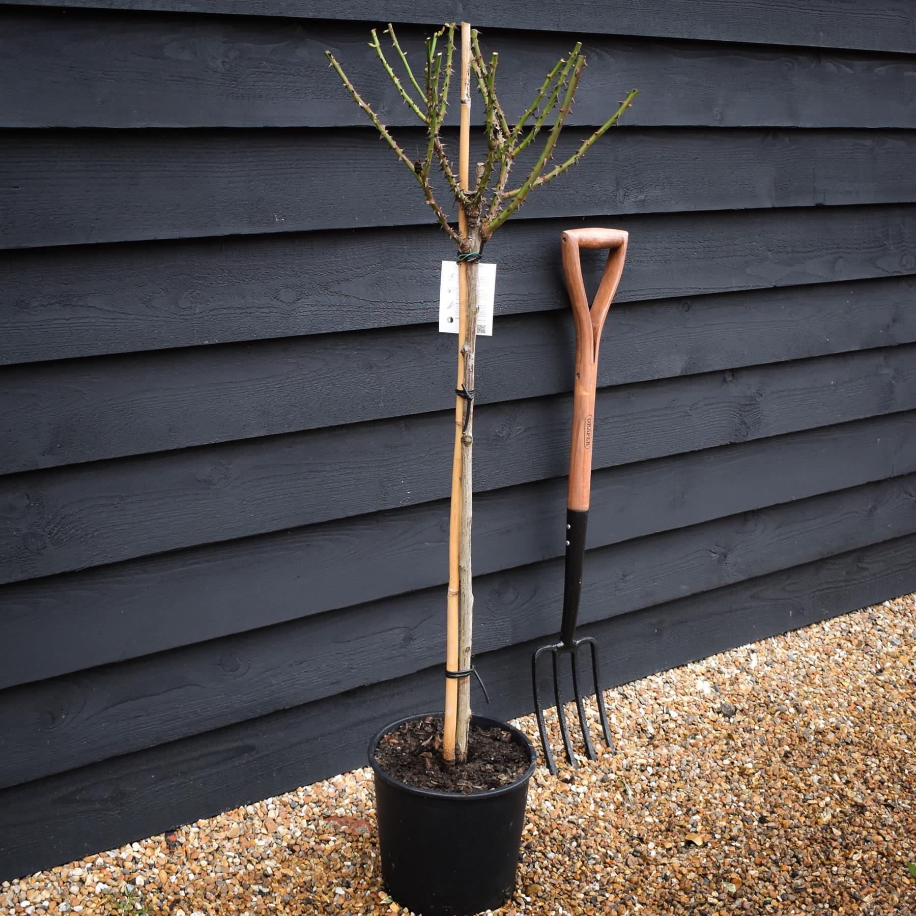 Rose - Red and White - Stem 80cm - Height 110-120cm - 10lt – Arundel ...