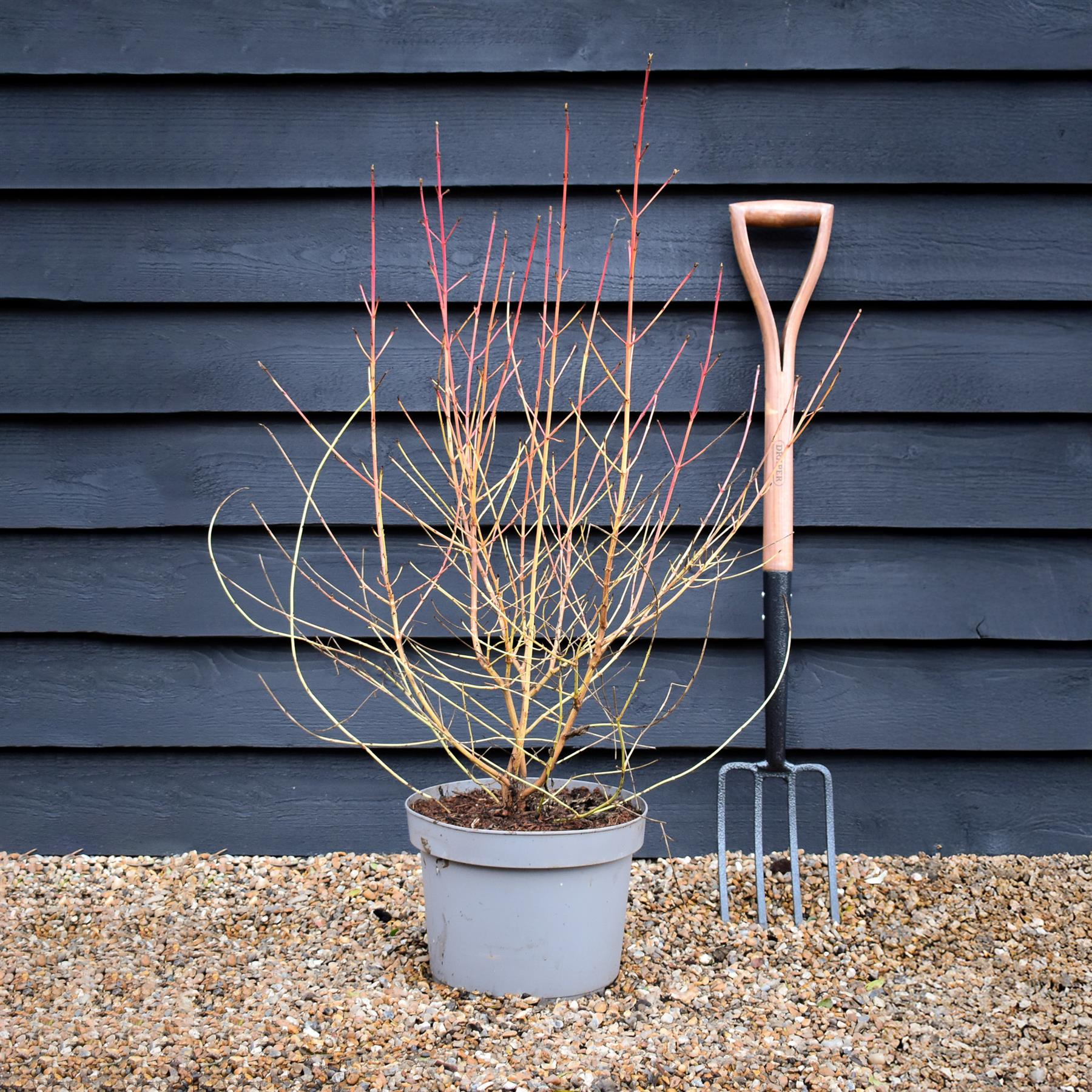 Cornus alba 'Midwinter Fire' | White dogwood 'Midwinter Fire' - Height ...